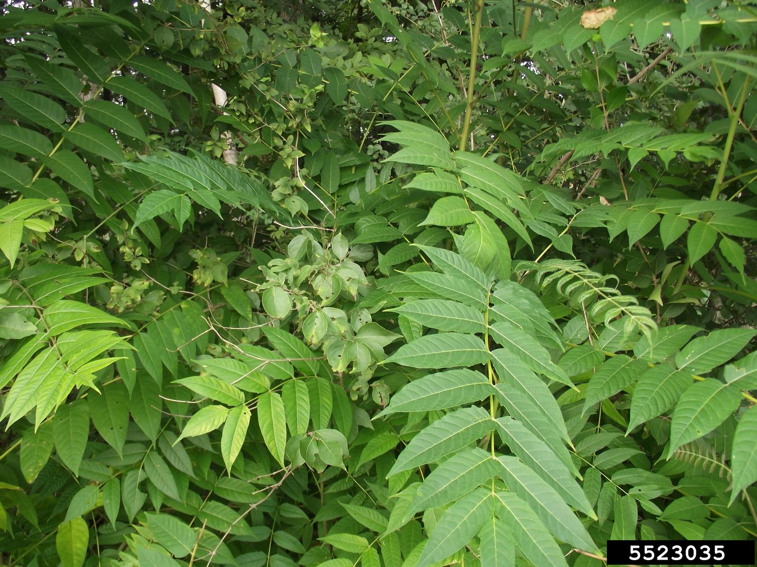 mite (Aculops ailanthi)