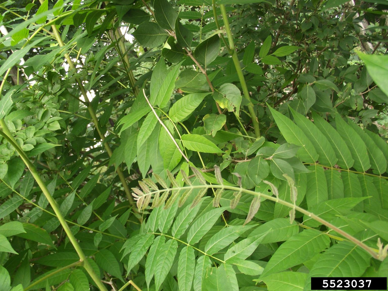 mite (Aculops ailanthi Lin-Fuping, Jin-Changle & Kuang-Haiyua, 1997)