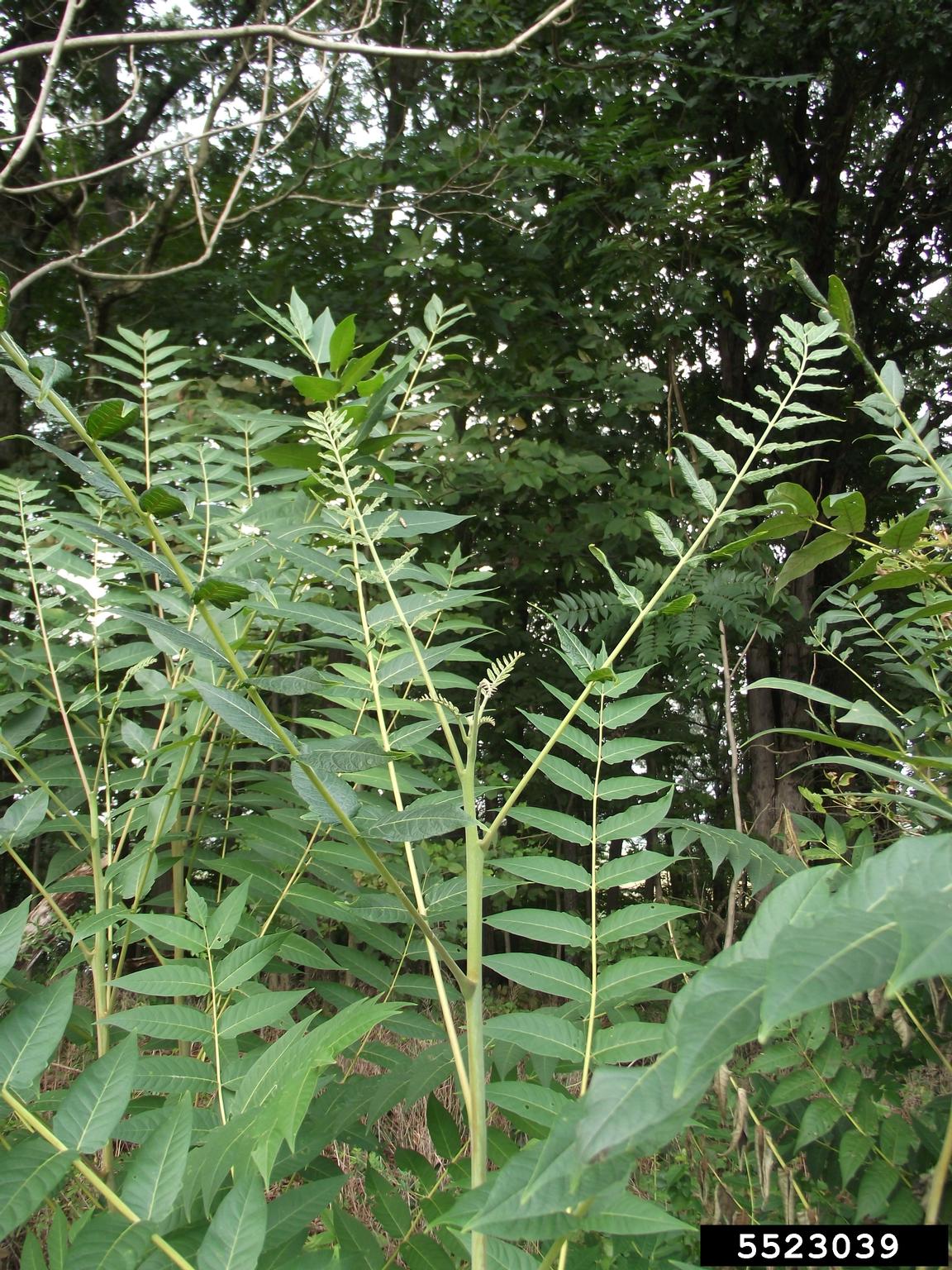 mite (Aculops ailanthi Lin-Fuping, Jin-Changle & Kuang-Haiyua, 1997)