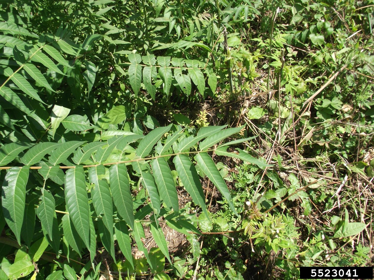 mite (Aculops ailanthi Lin-Fuping, Jin-Changle & Kuang-Haiyua, 1997)