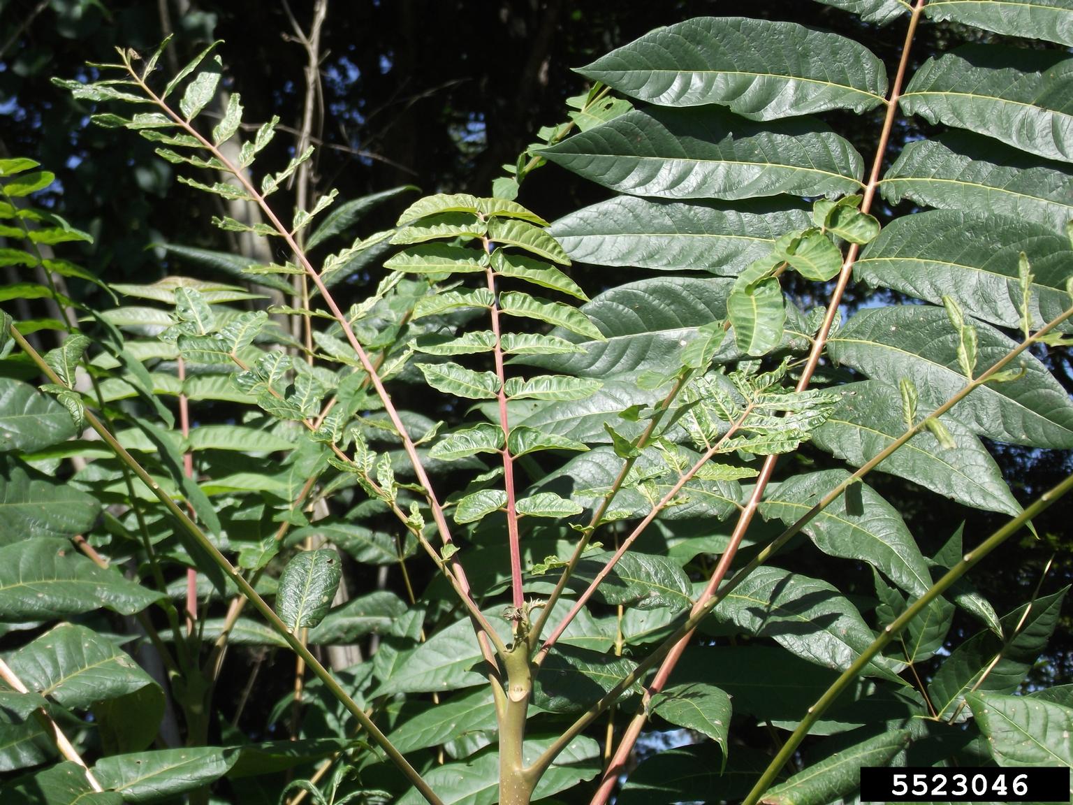 mite (Aculops ailanthi)