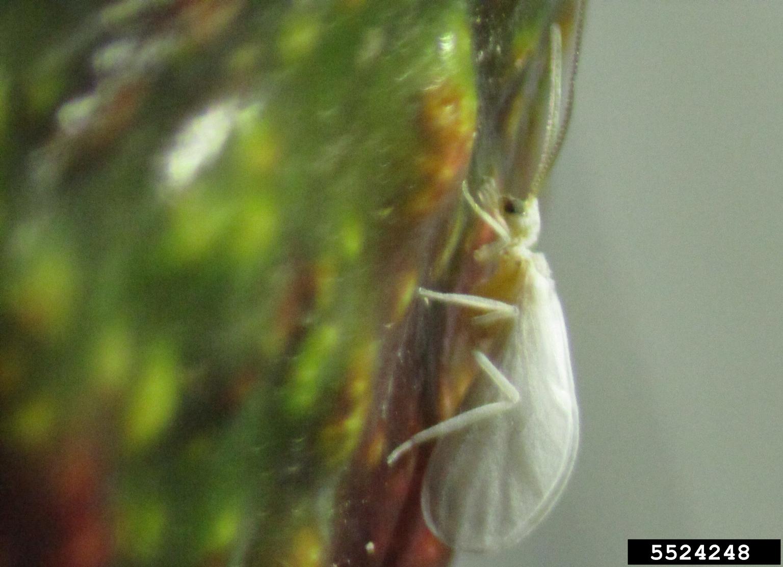 dusty-wing (Semidalis kolbei)