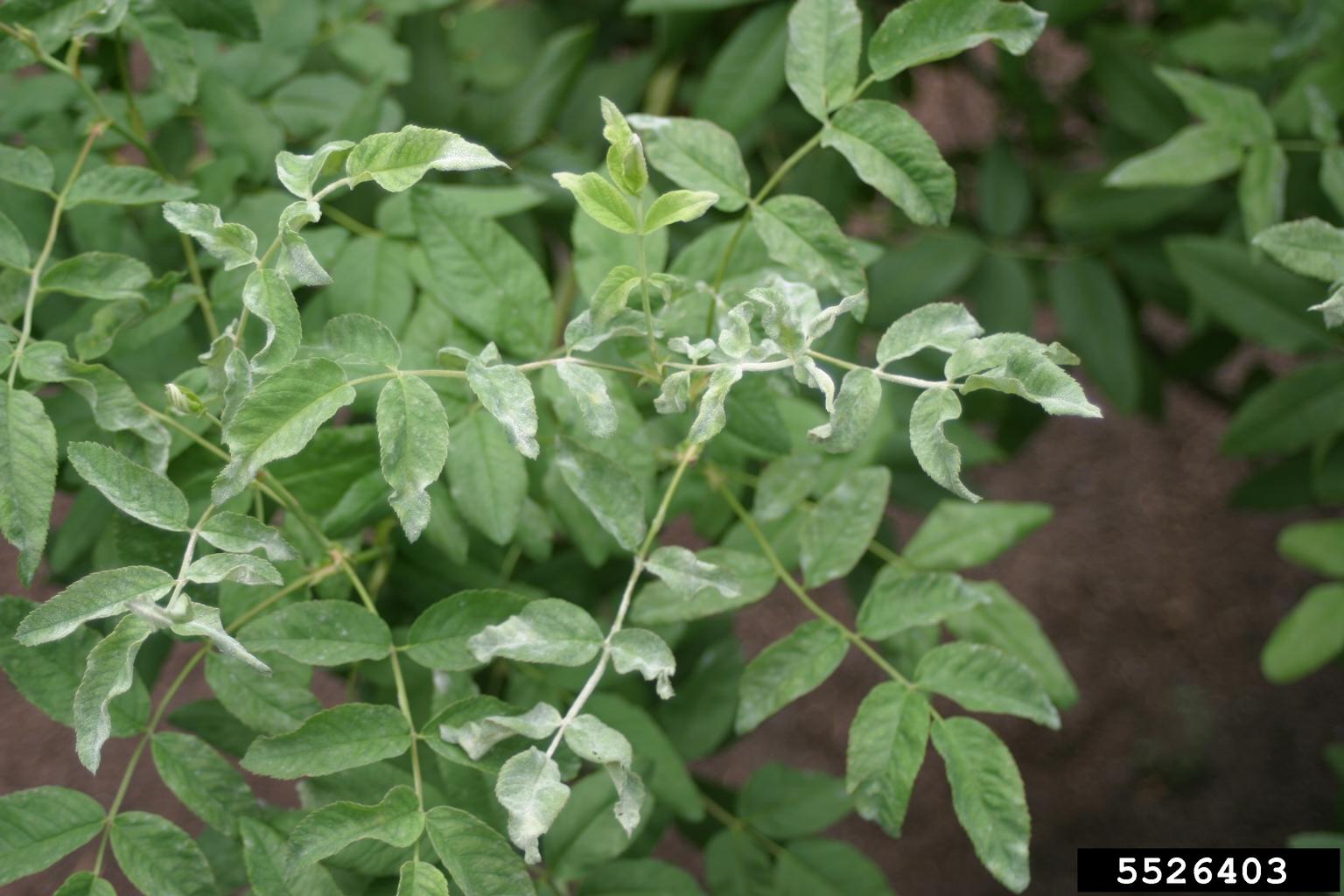 powdery mildew (Podosphaera pannosa (Wallr.) de Bary)