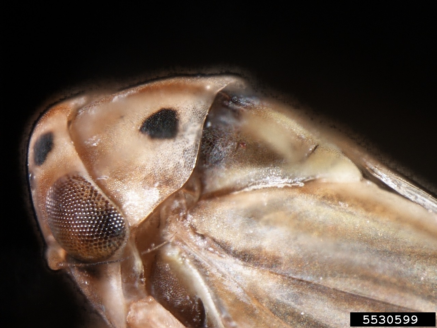 leafhoppers (Genus Agallia Curtis 1833)