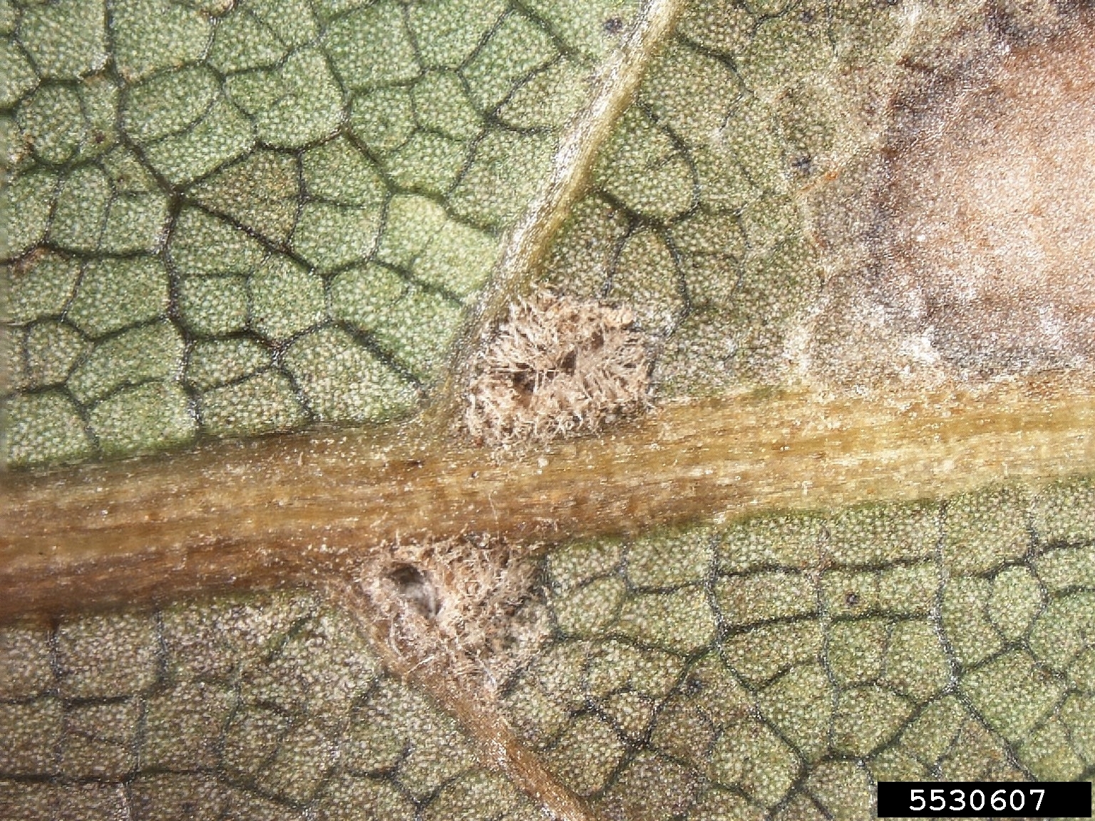 laurel scale (Aonidia lauri)