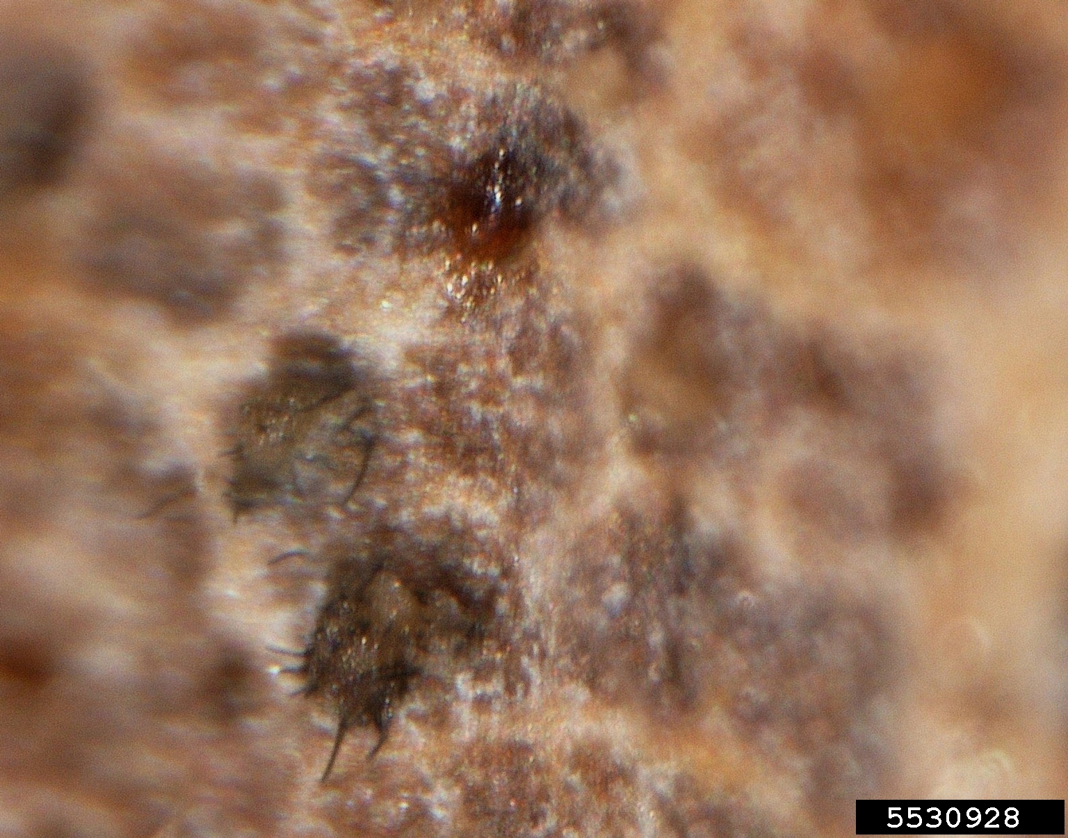 bitter rot and anthracnose (Colletotrichum gloeosporioides (Penz.) Penz ...