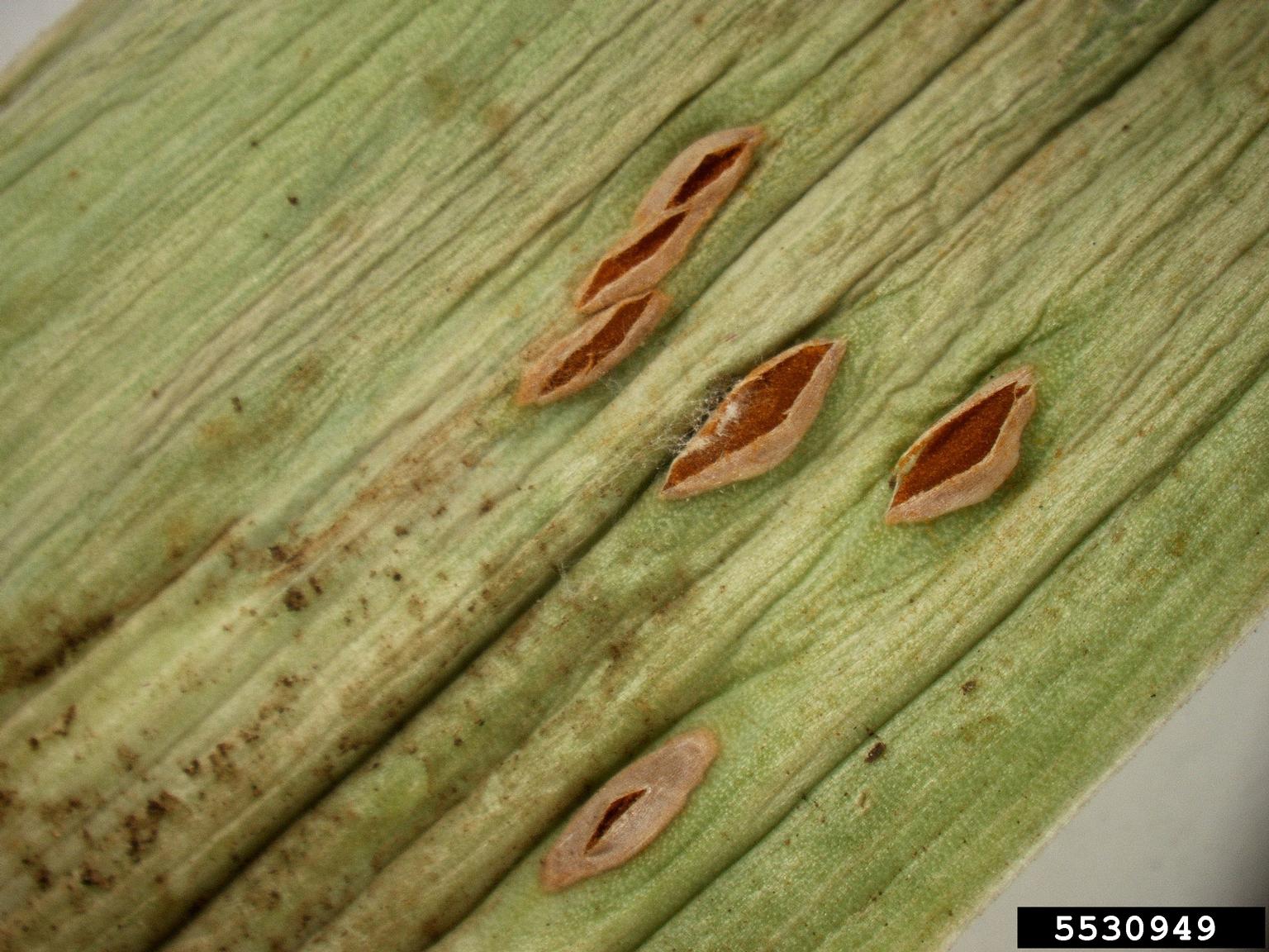 onion rust (Puccinia allii)