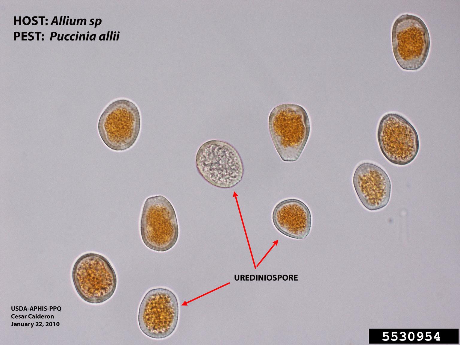 onion rust (Puccinia allii Castagne)
