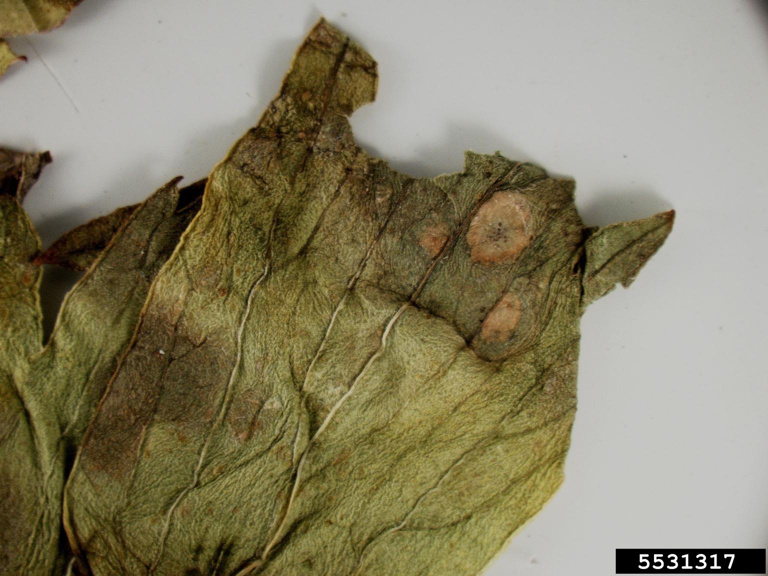 Septoria leaf spot (Septoria apiicola ) on celery (Apium spp. ) - 5531317