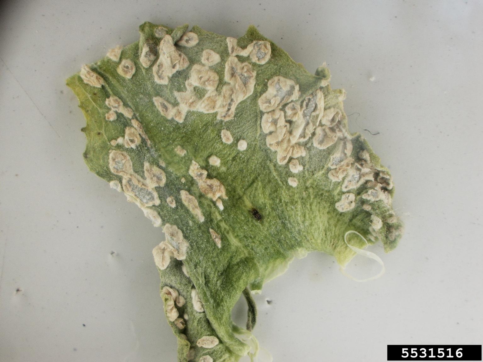 white rust (Albugo candida (Pers.) Roussel)