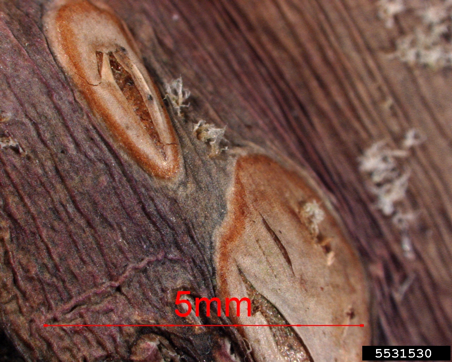 fungus (Genus Microsphaeropsis Höhn., 1917)