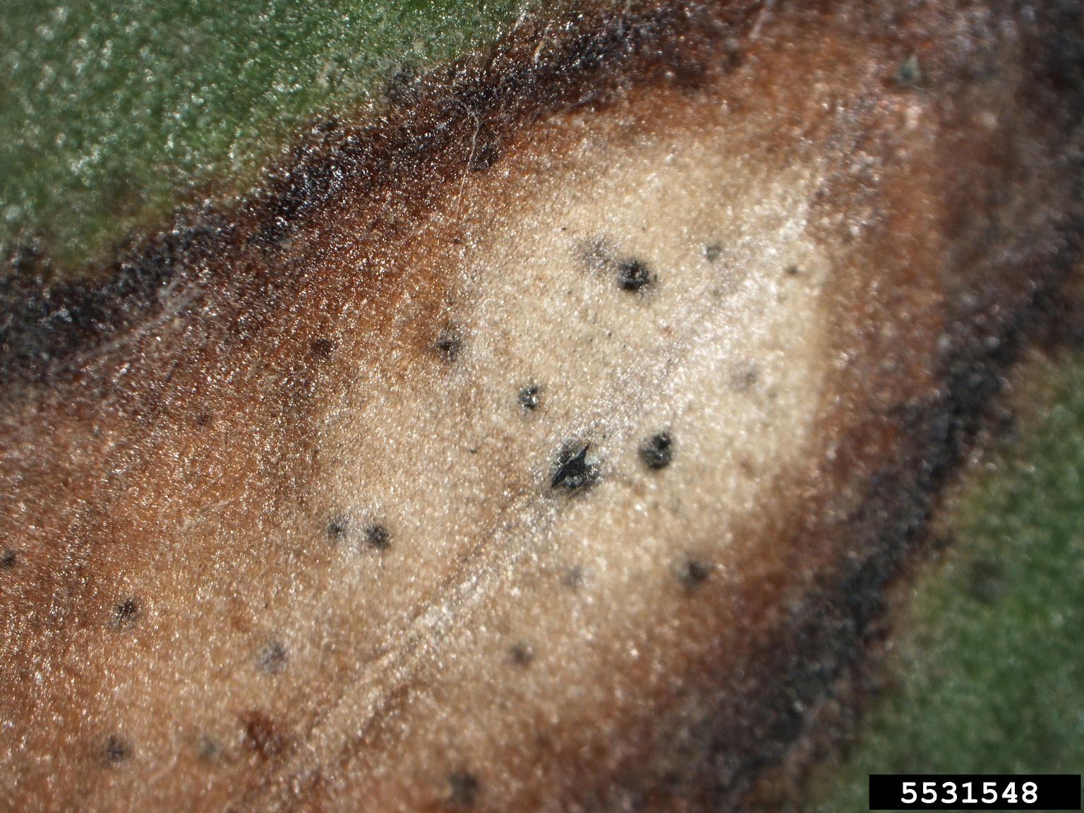 Fusicoccum canker (Genus Fusicoccum Corda, 1829)
