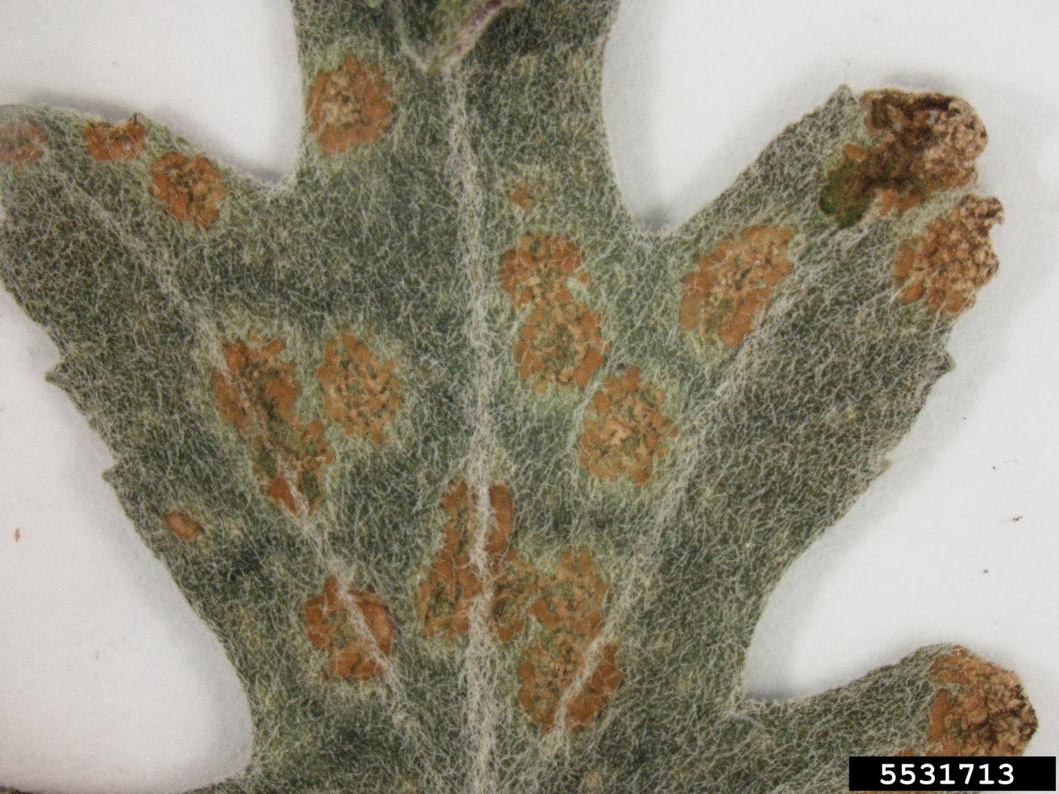 chrysanthemum white rust (Puccinia horiana P. Hennings)