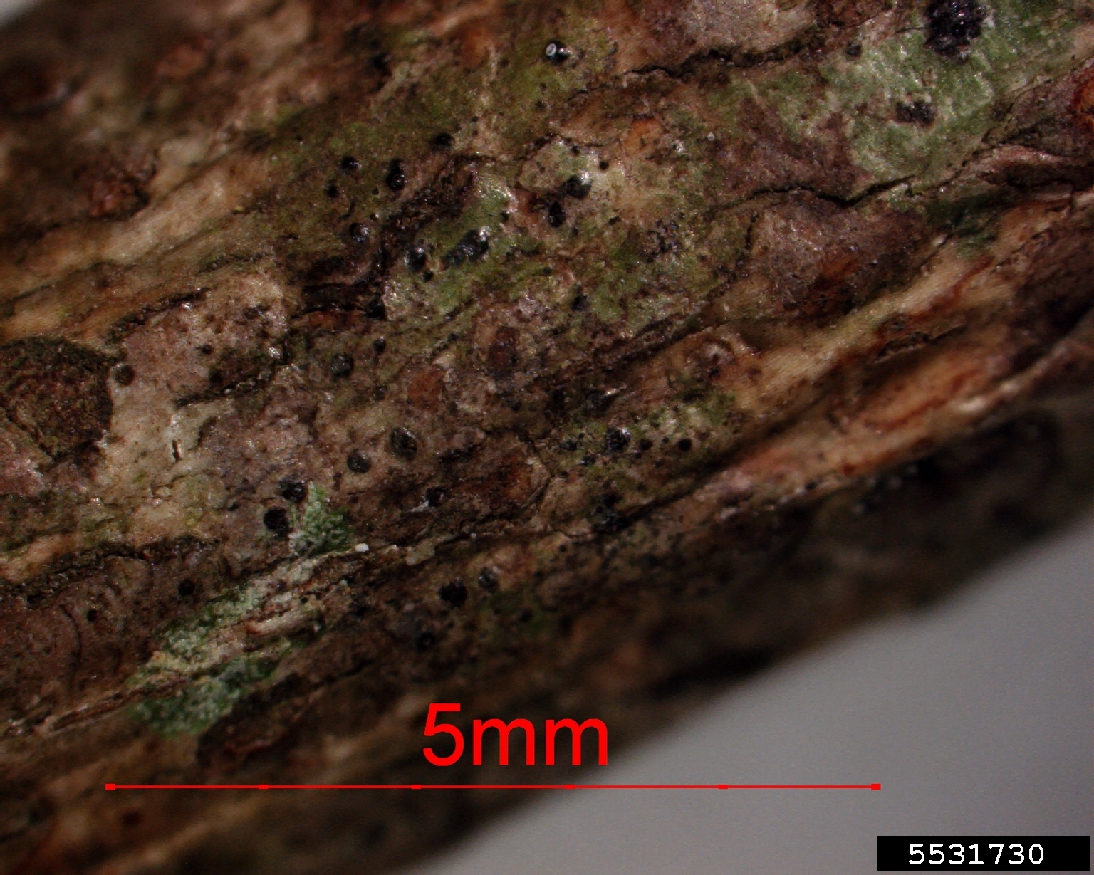 fungus (Genus Microsphaeropsis Höhn., 1917)