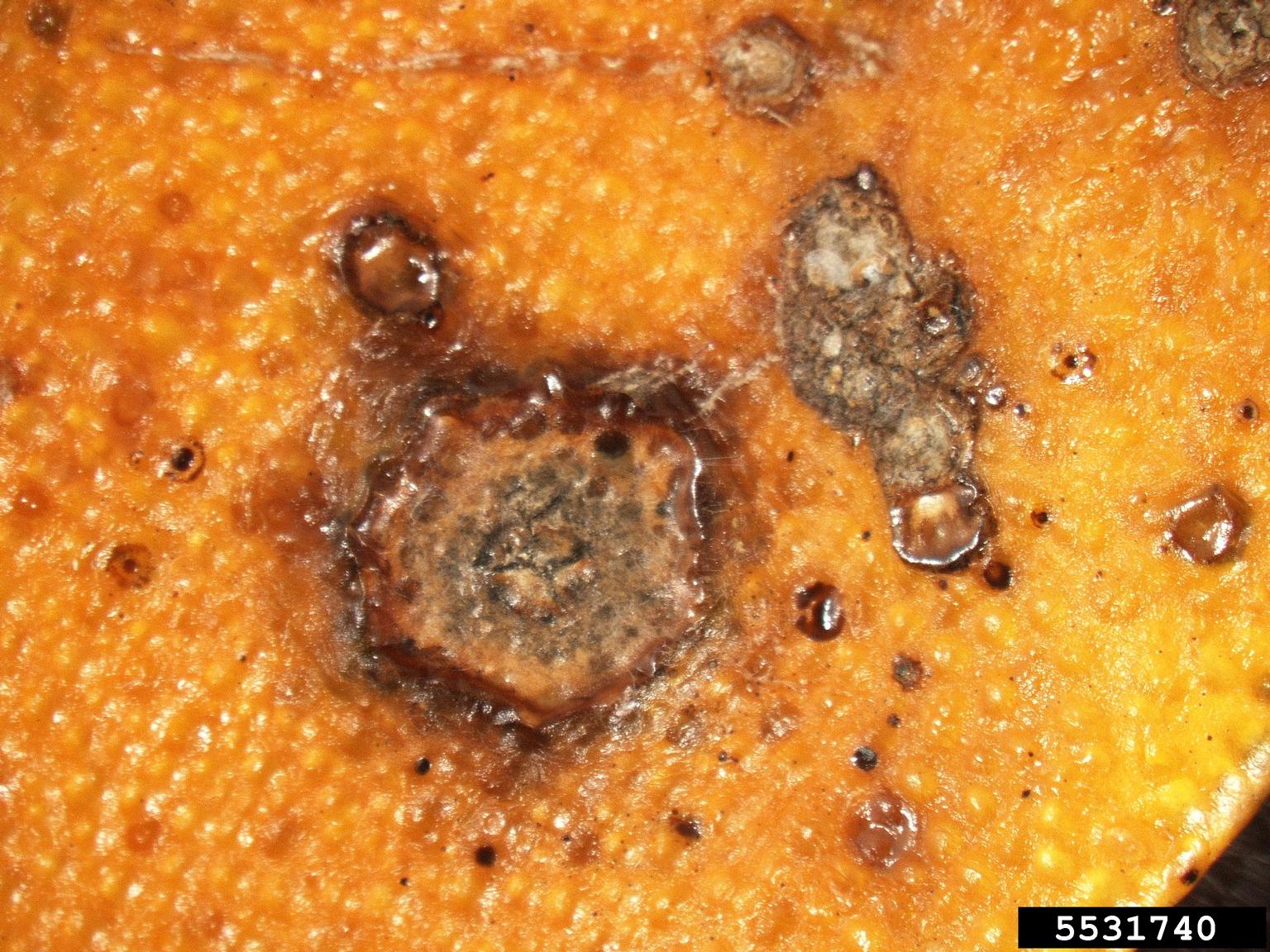 Alternaria black molds / stem cankers (Genus Alternaria Nees)