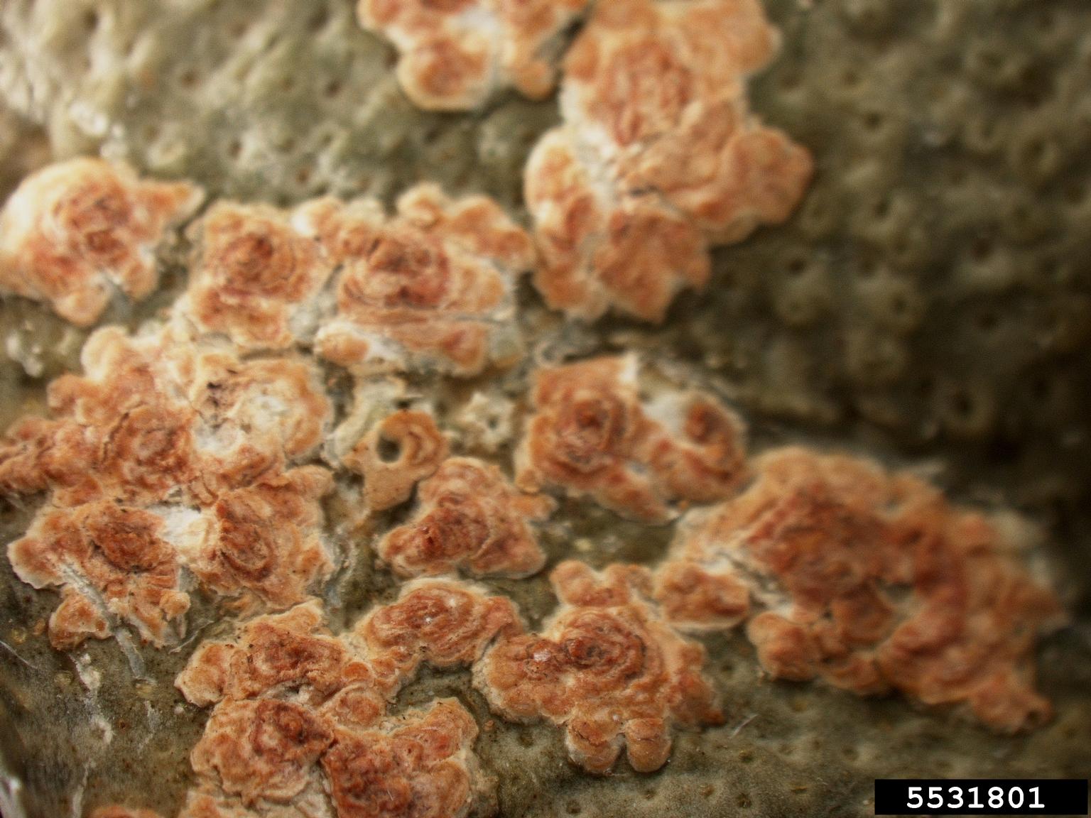 sweet orange scab (Elsinoe australis ) on citrus (Citrus spp. ) - 5531801