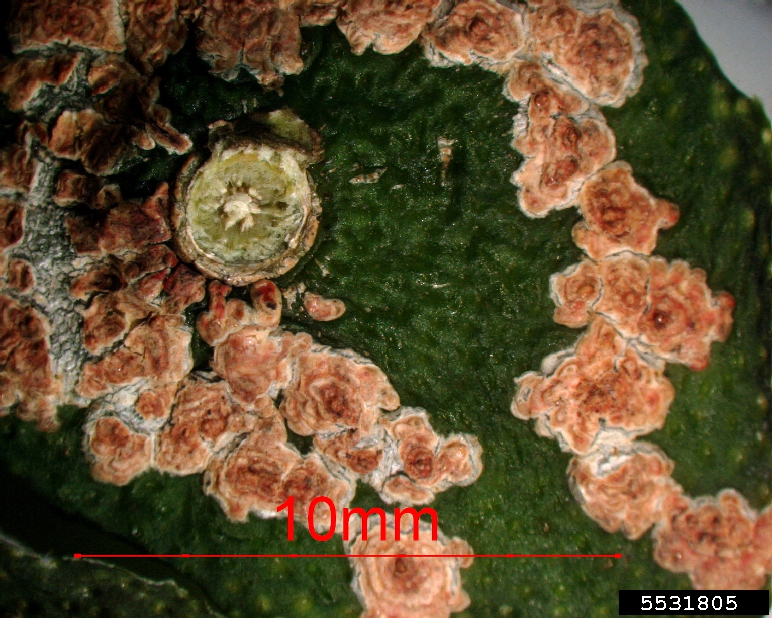 sweet orange scab (Elsinoe australis Bitanc. & Jenkins)