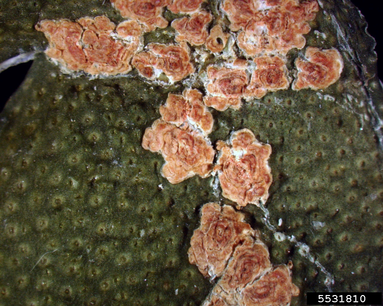 sweet orange scab (Elsinoe australis Bitanc. & Jenkins)