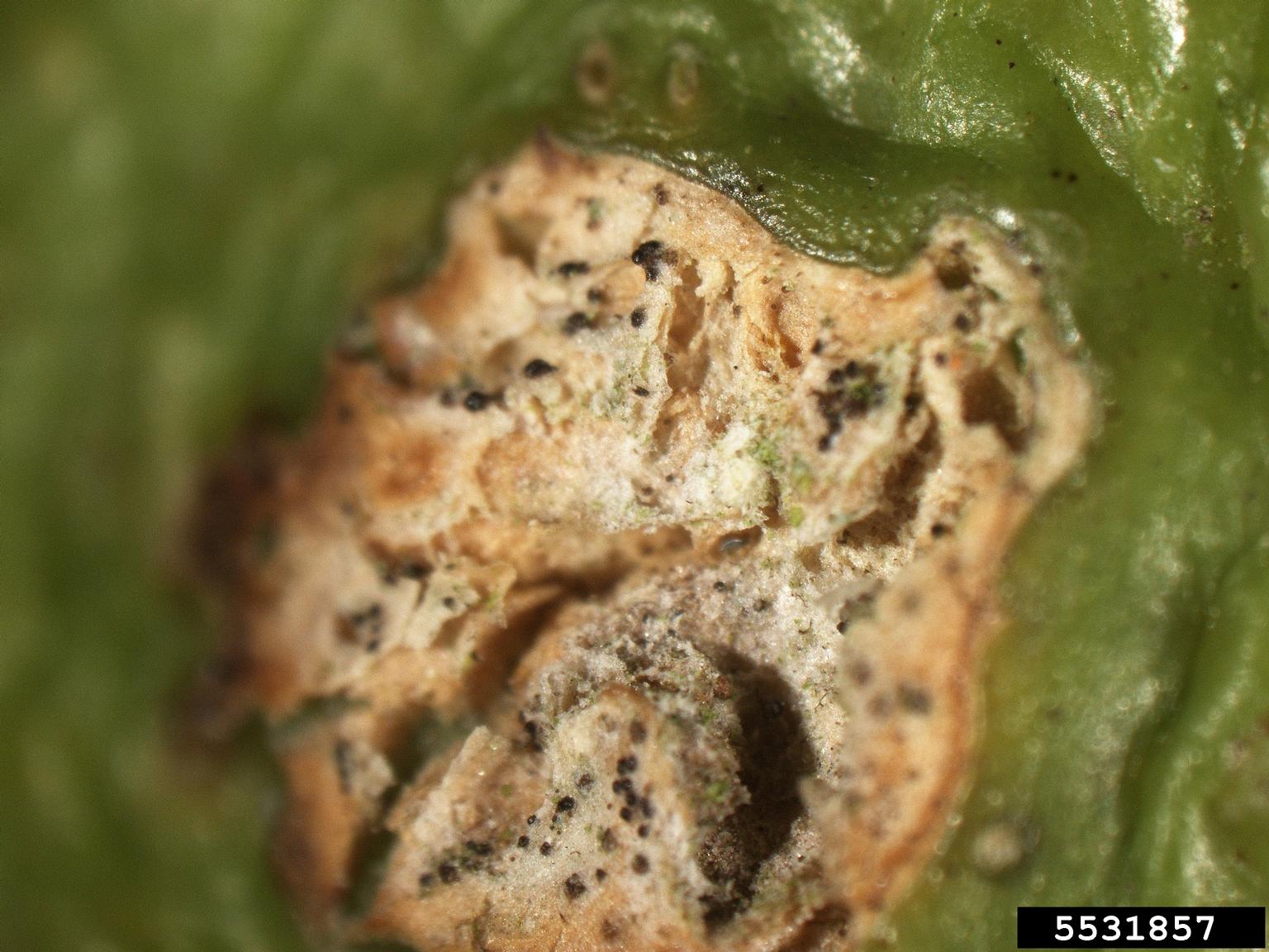 stem-end rot (Phomopsis citri)