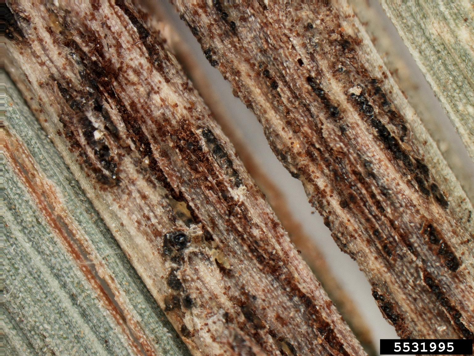 lemongrass rust (Puccinia nakanishikii Dietel 1904)