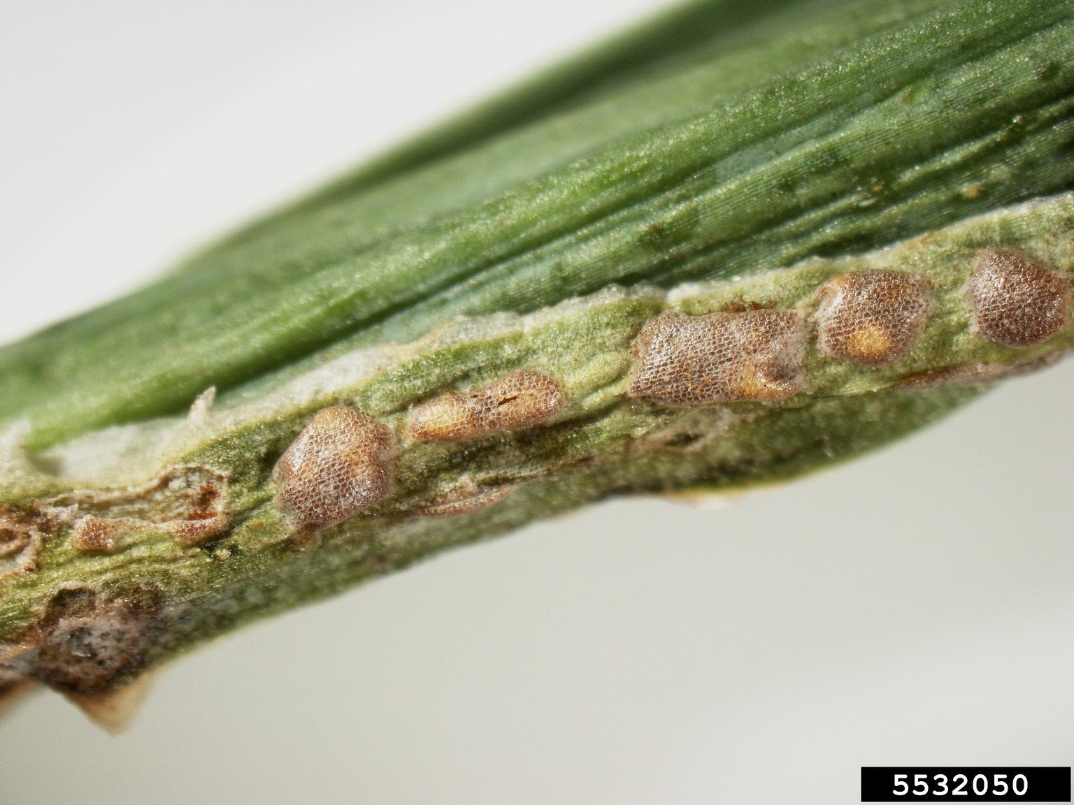 rust (Uromyces dianthi (Pers.) Niessl)