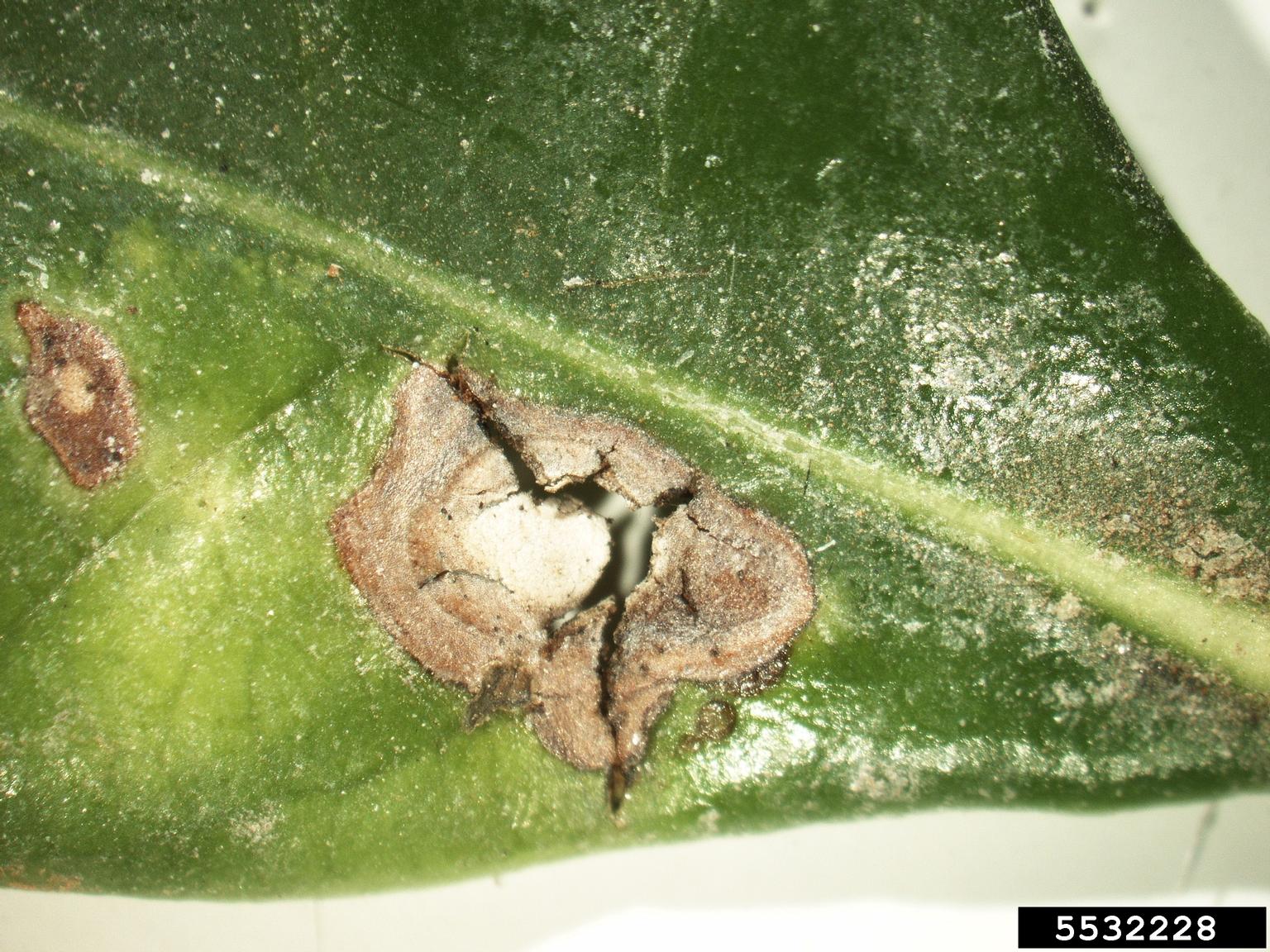 Mycosphaerella fungus (Mycosphaerella gardeniae (Cooke) Henn.)