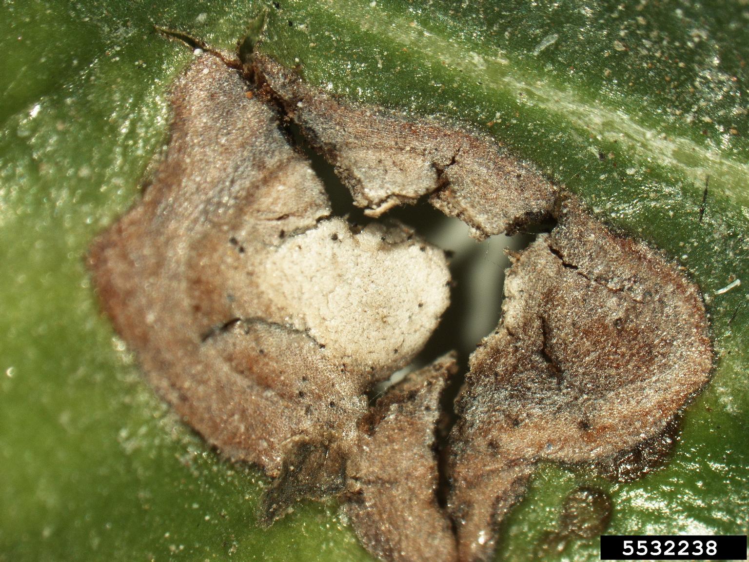 Mycosphaerella fungus (Mycosphaerella gardeniae (Cooke) Henn.)