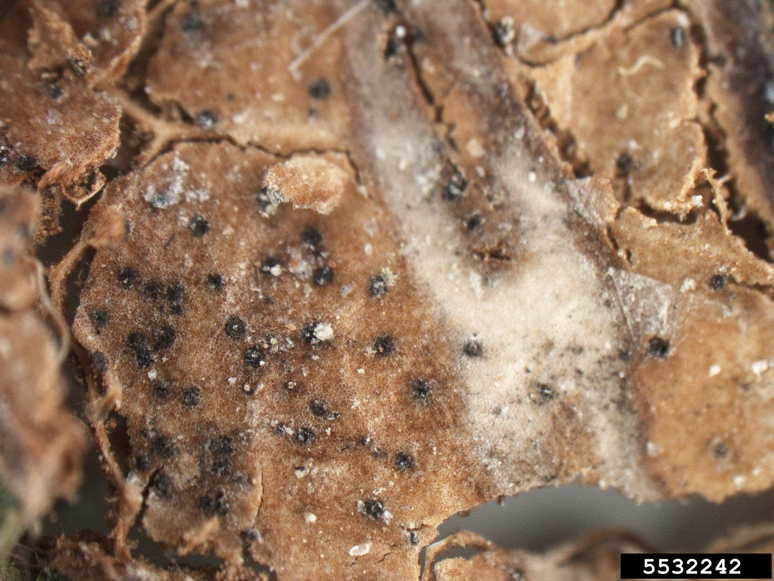 Mycosphaerella fungi (Genus Mycosphaerella)