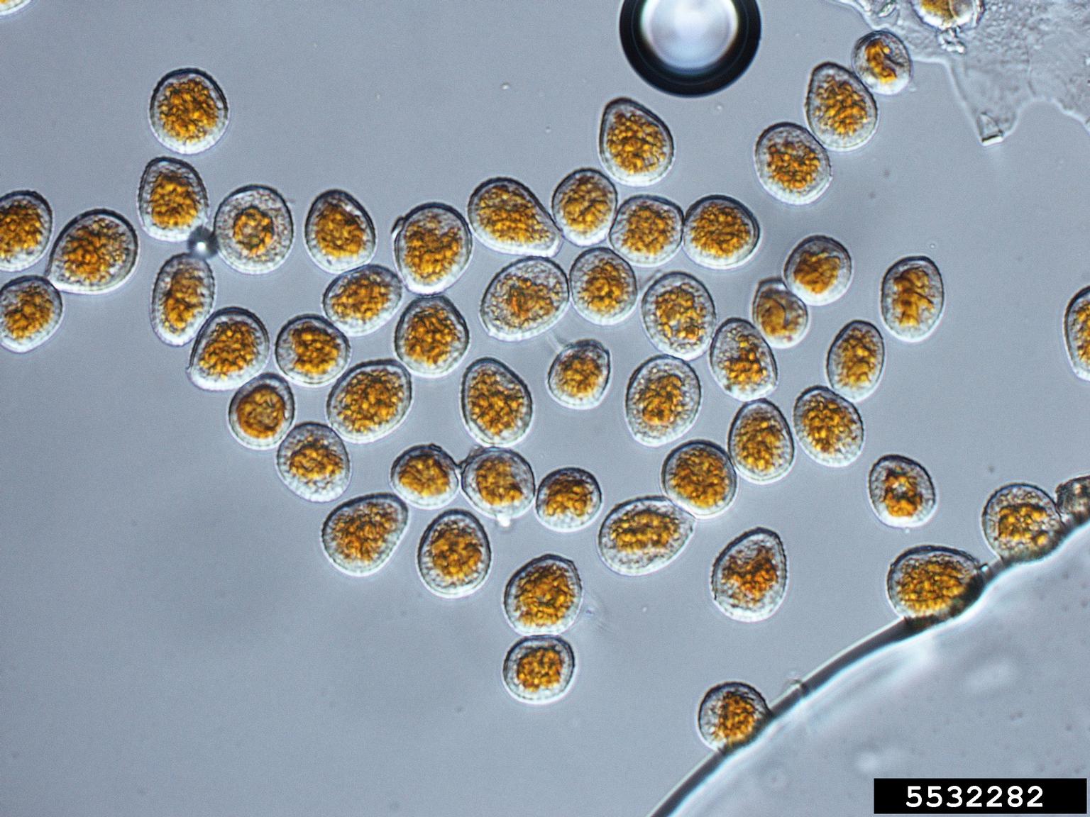 gladiolus rust (Uromyces transversalis (Thümen) Winter)