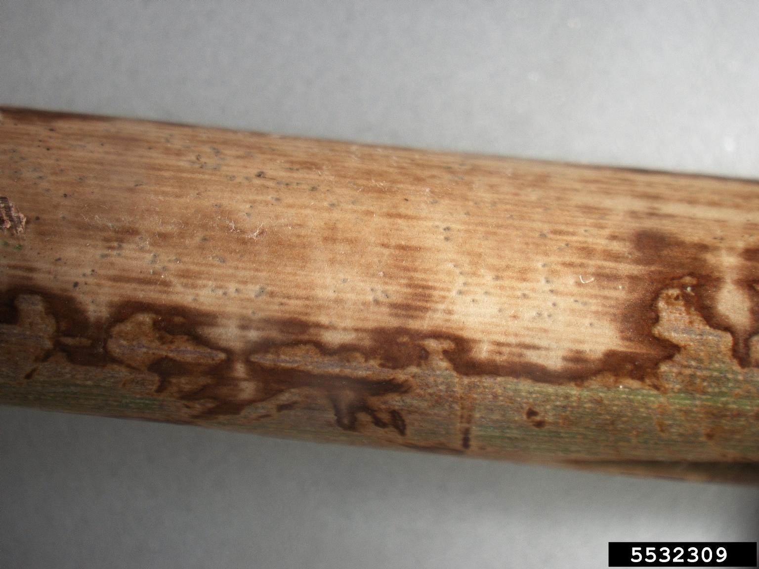 fungus (Genus Microsphaeropsis Höhn., 1917)