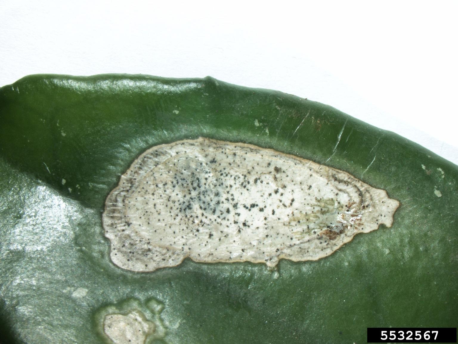 bitter rot and anthracnose (Colletotrichum gloeosporioides (Penz.) Penz ...