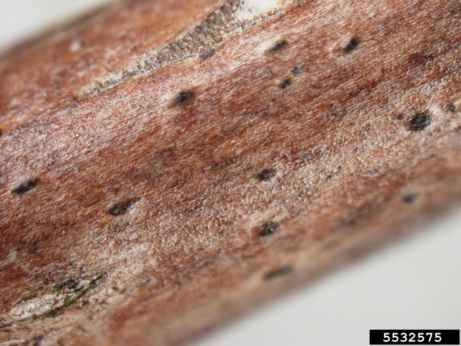 Pestalotiopsis leaf spot (Pestalotiopsis versicolor (Speg.) Steyaert)