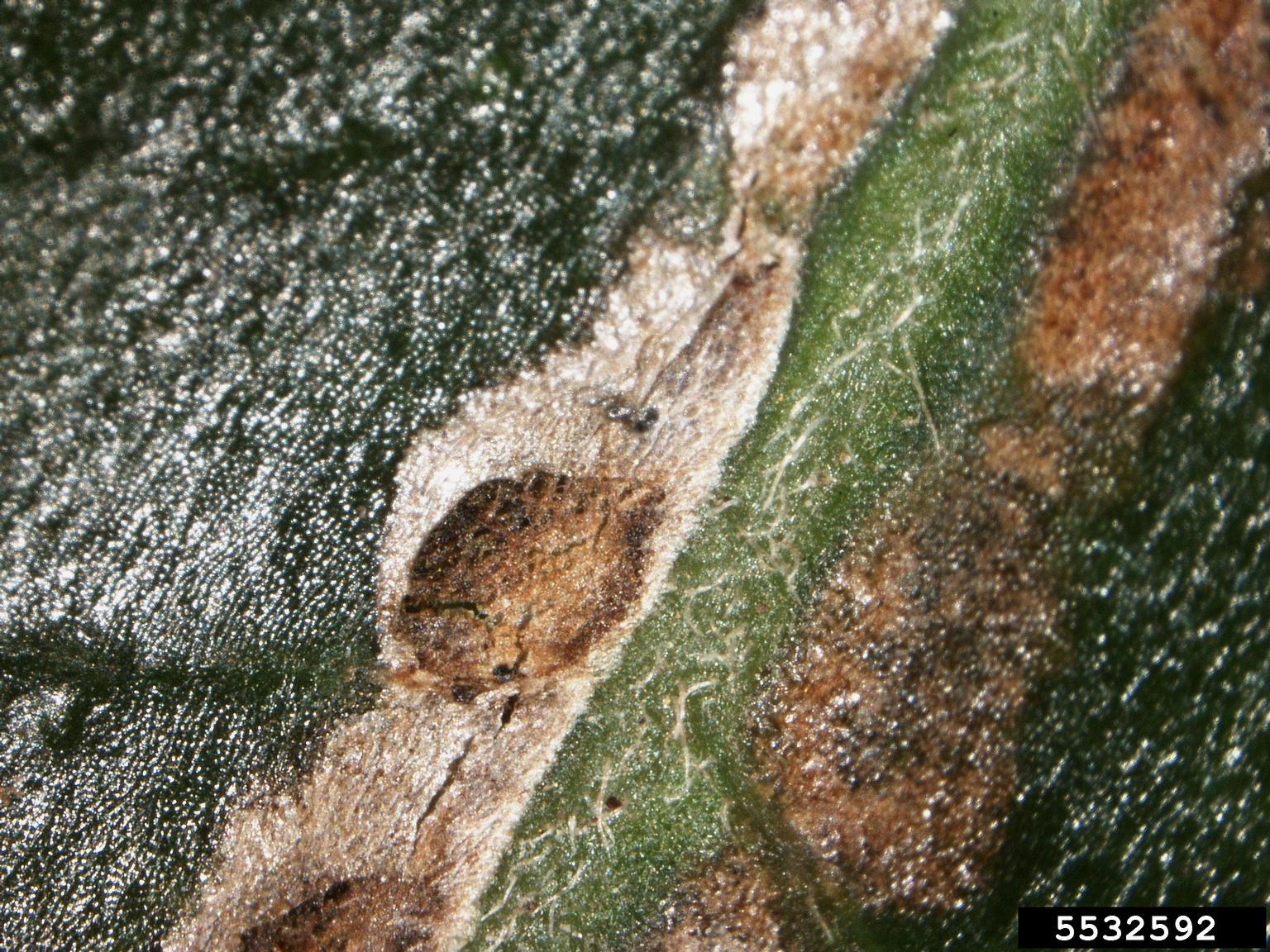 Ascochyta fungi (Genus Ascochyta Lib.)