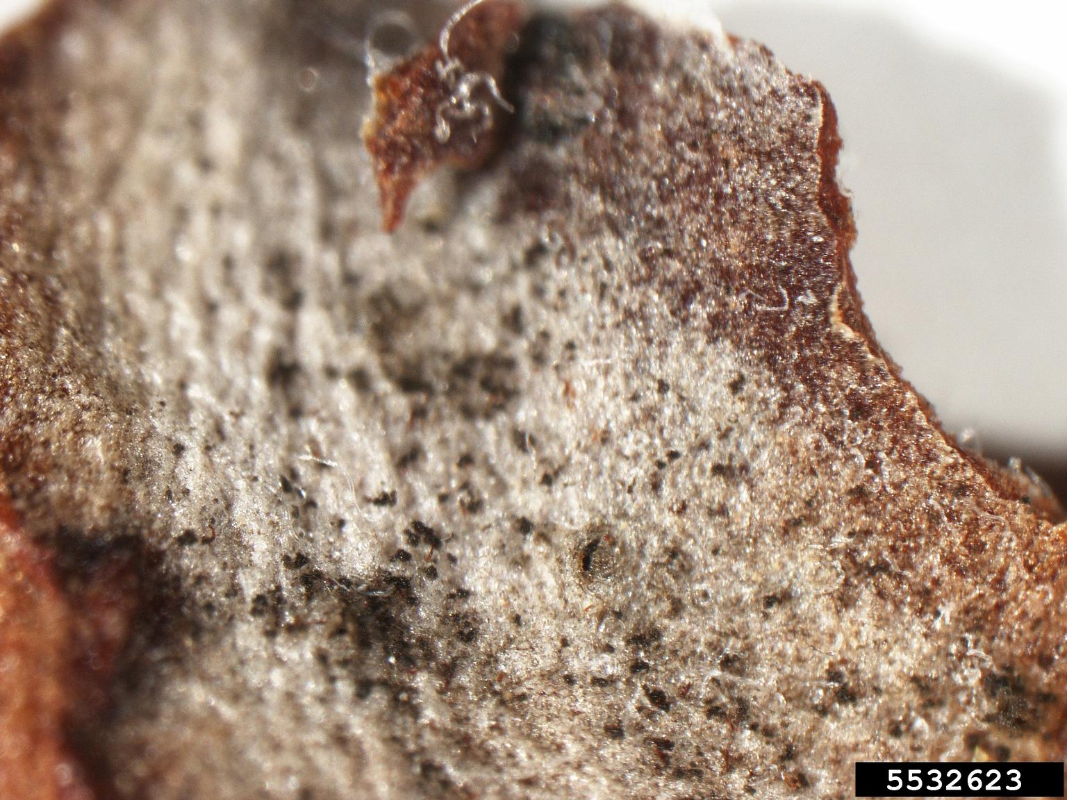 Pestalotiopsis leaf spot (Genus Pestalotiopsis R. L. Steyaert)