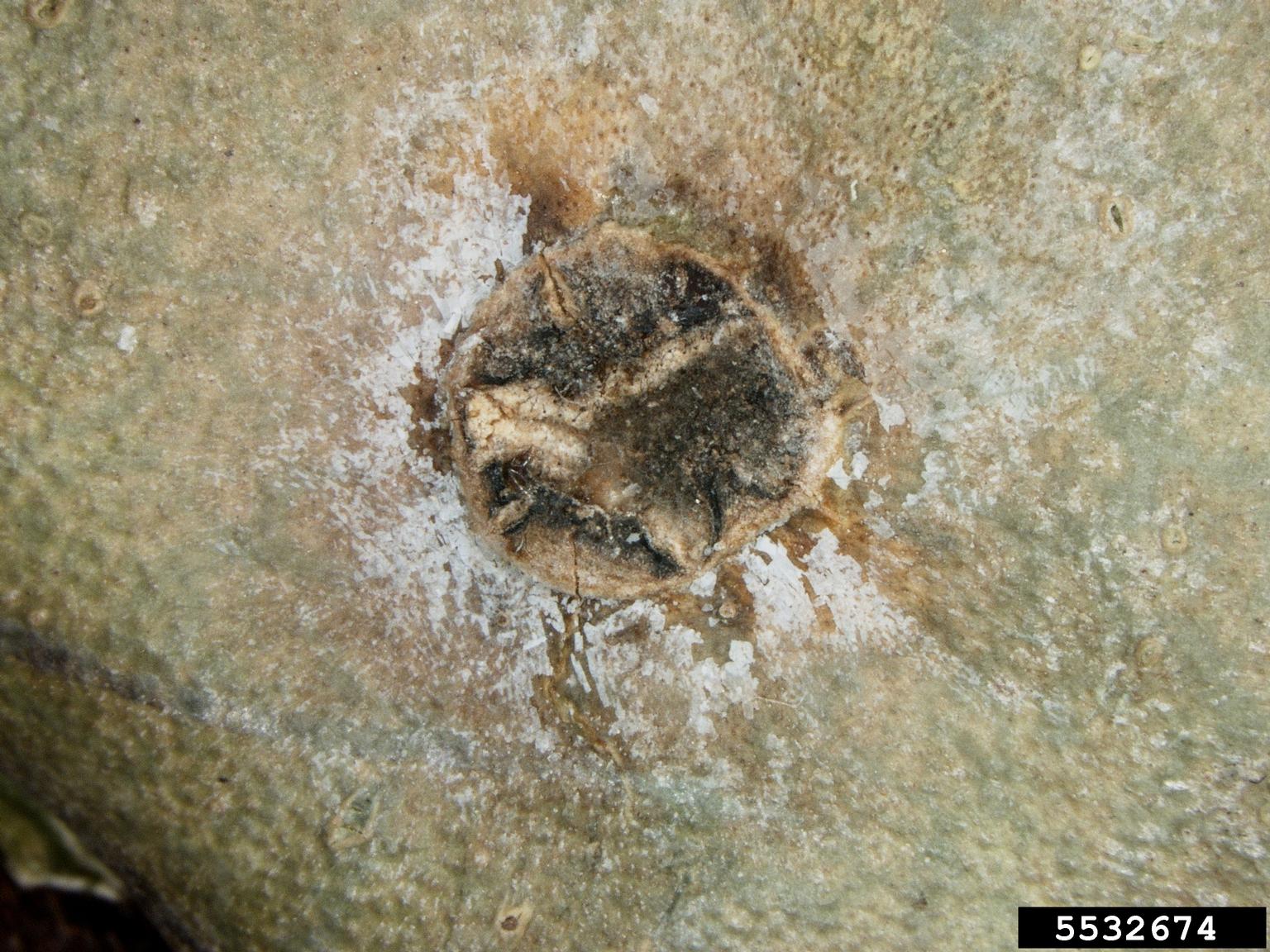 fungus (Periconia byssoides Pers.)