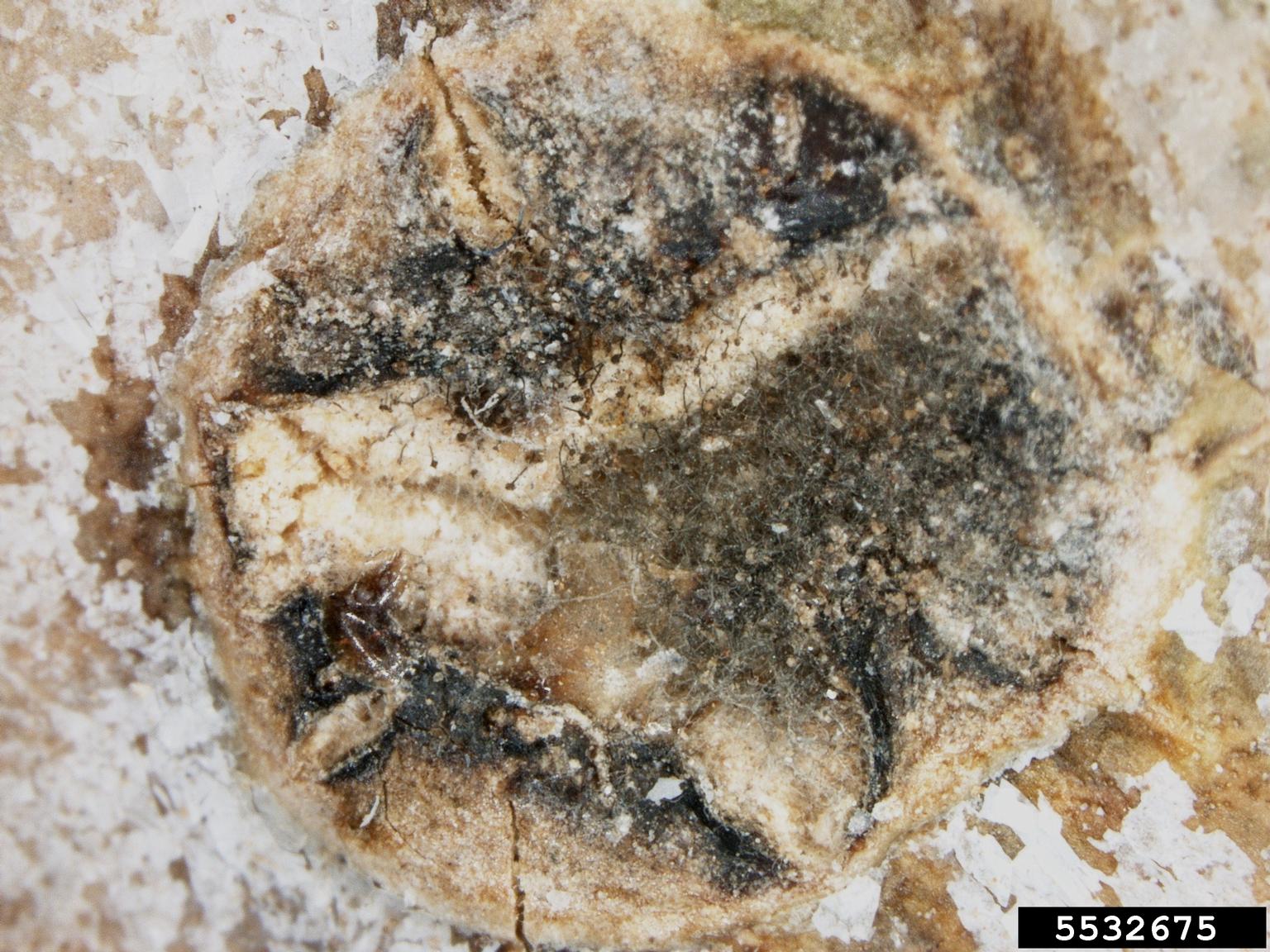 fungus (Periconia byssoides Pers.)