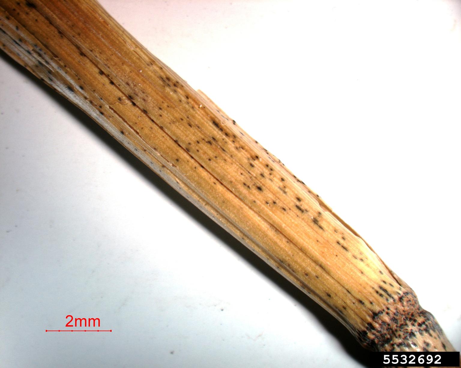 wheat stem rust (Puccinia graminis Pers.)