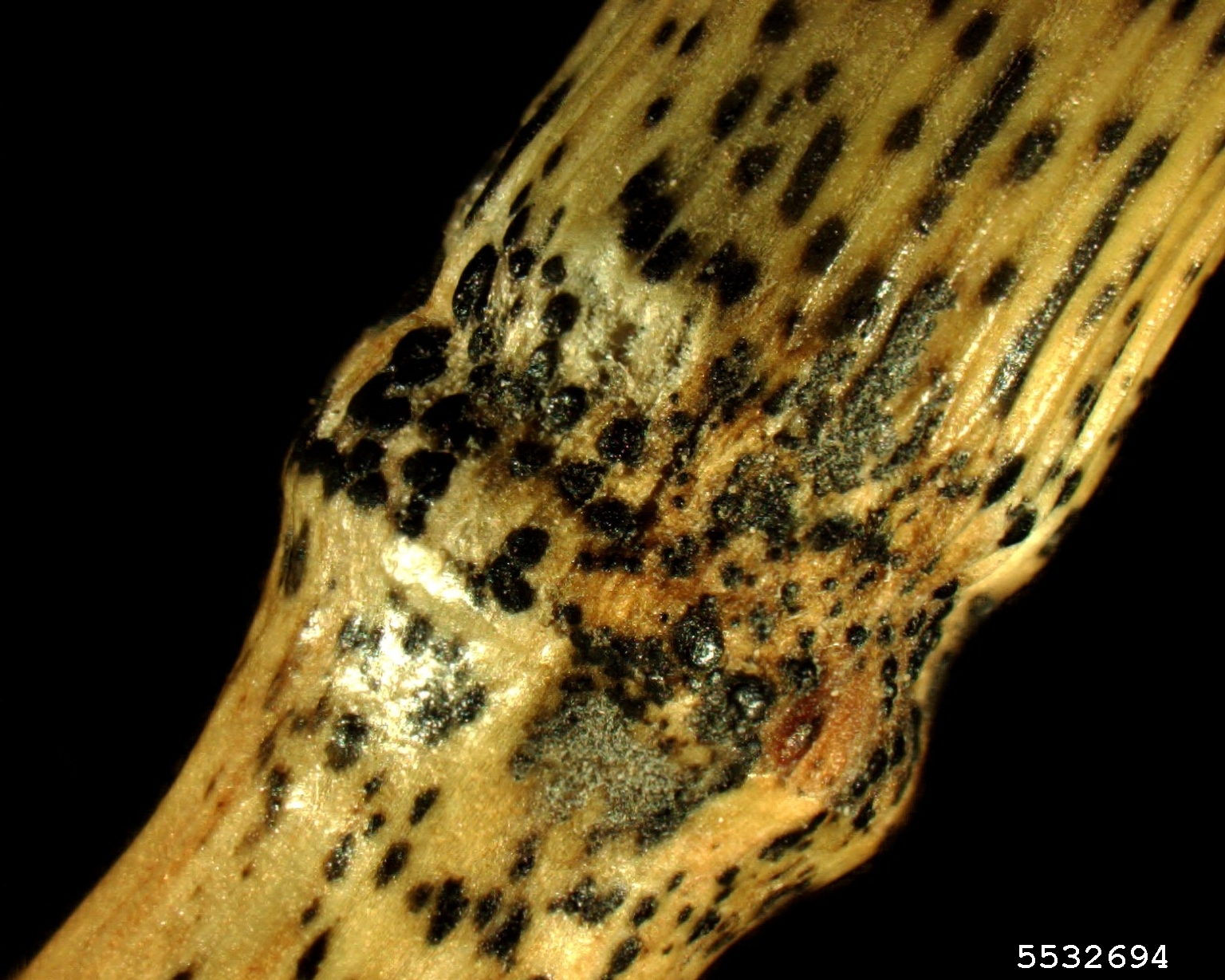 wheat stem rust (Puccinia graminis Pers.)