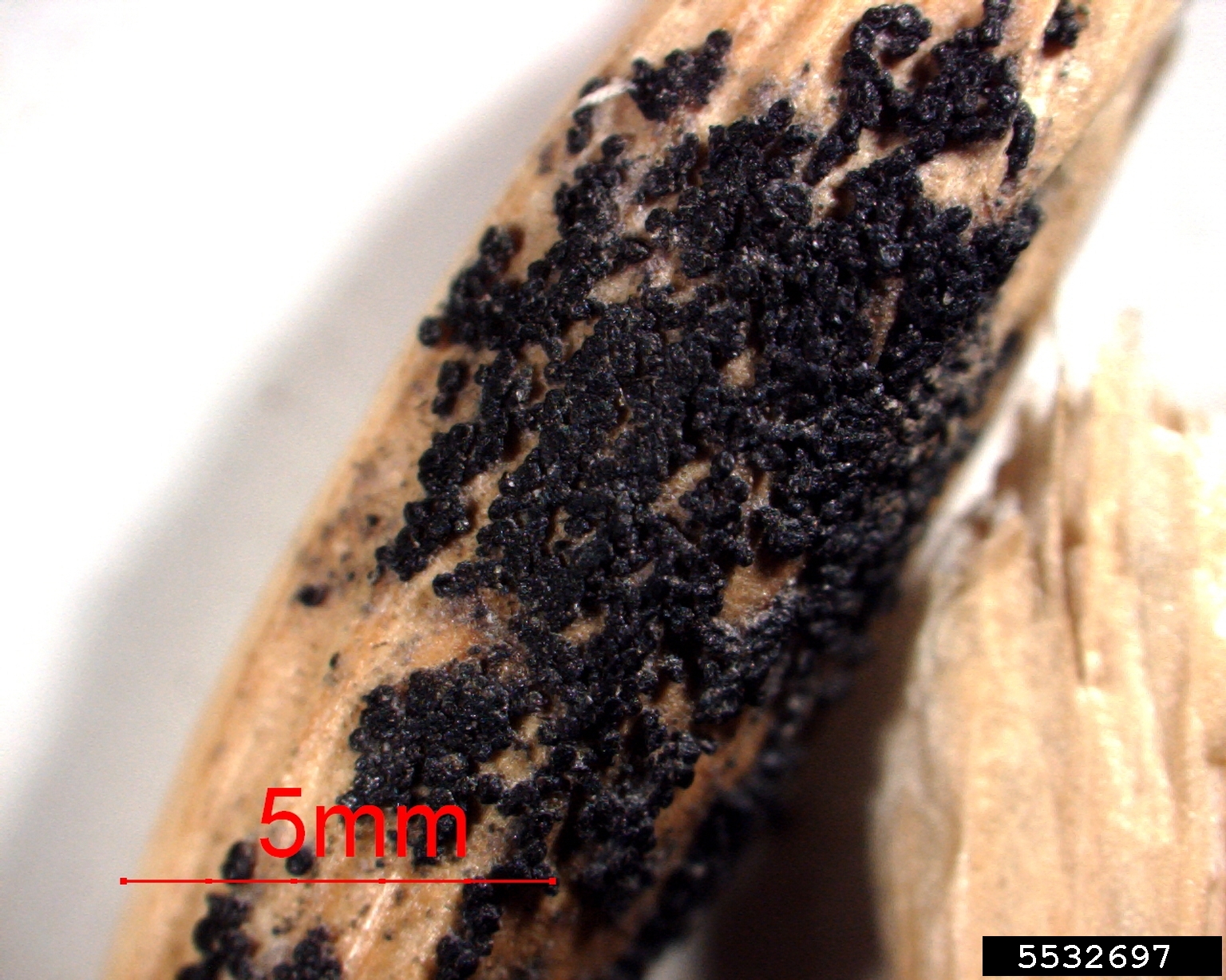 wheat stem rust (Puccinia graminis Pers.)