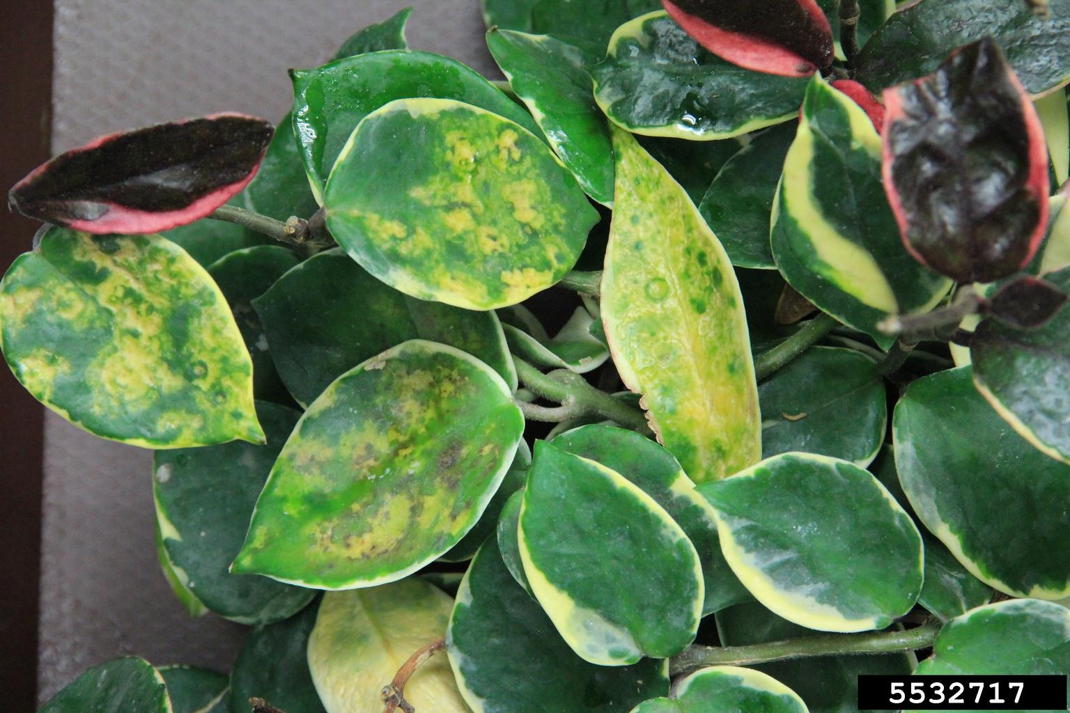 impatiens necrotic spot virus (INSV) (Tospovirus Impatiens necrotic ...