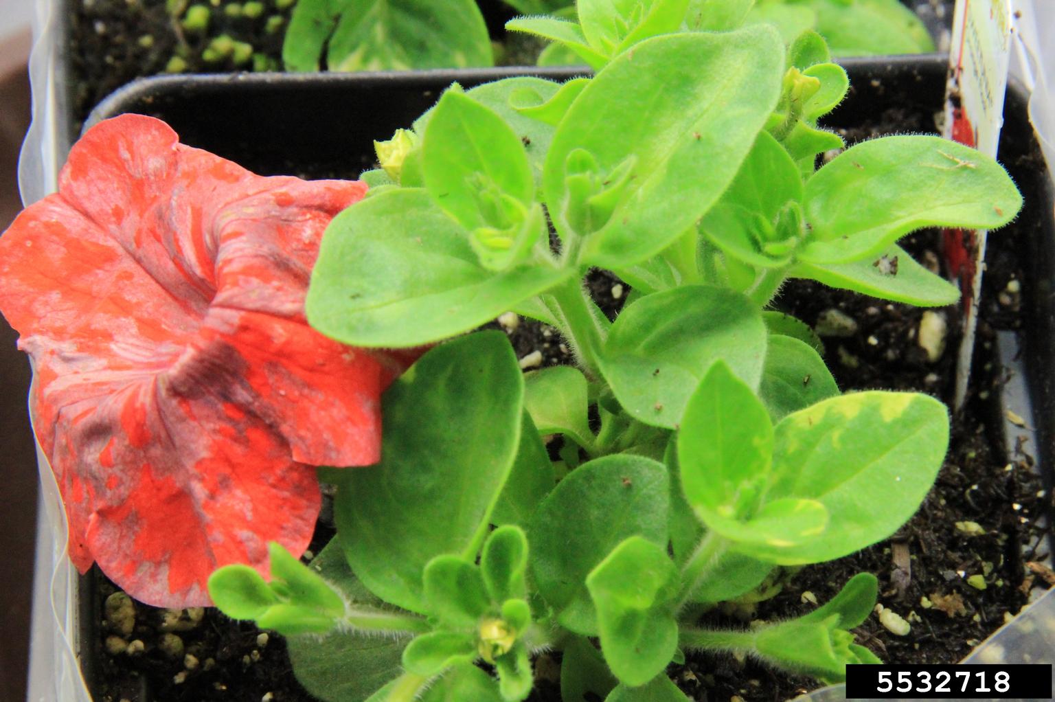 tobacco mosaic virus (TMV) (Tobamovirus Tobacco mosaic virus)