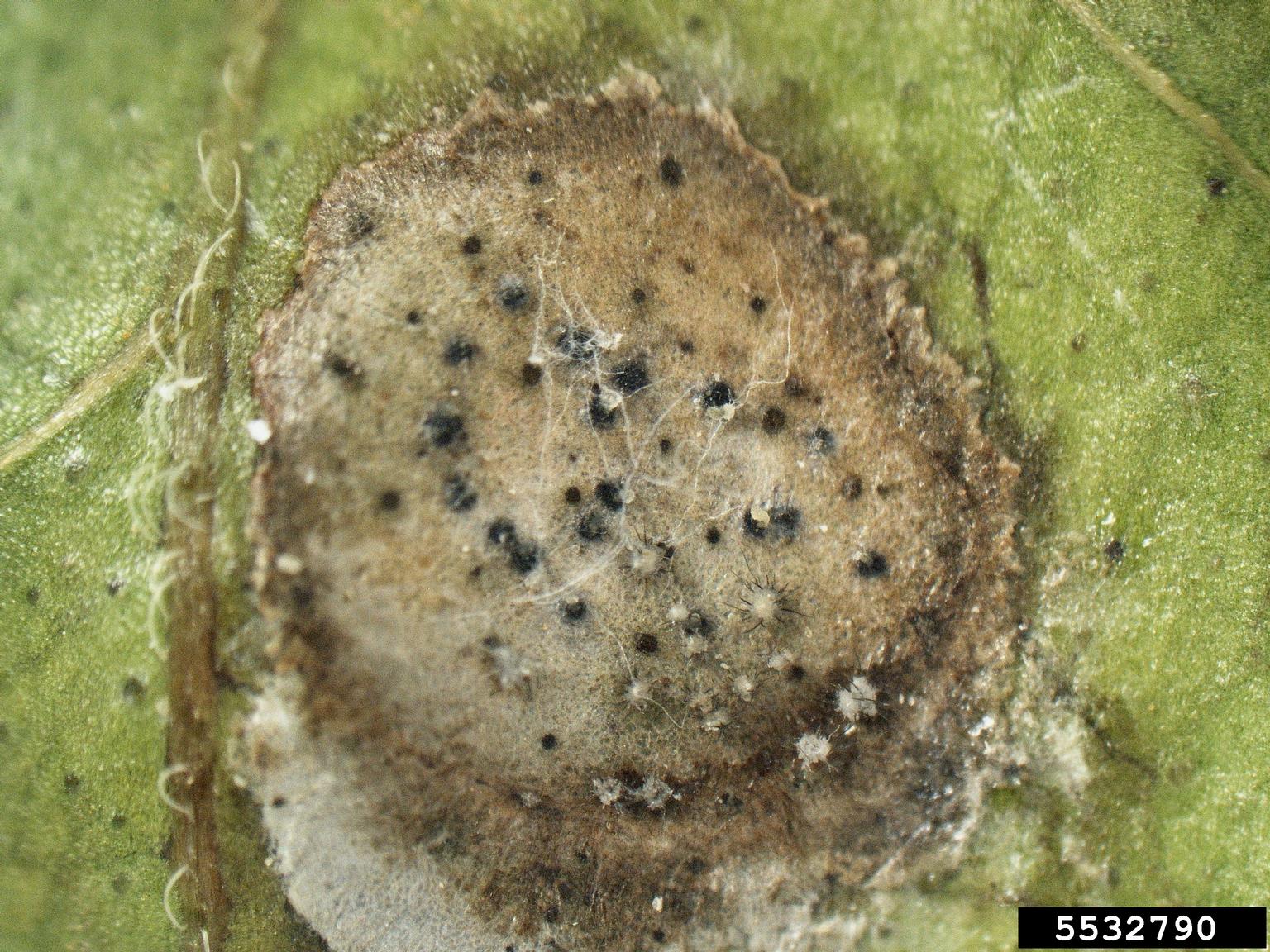 anthracnose (Genus Colletotrichum Corda)