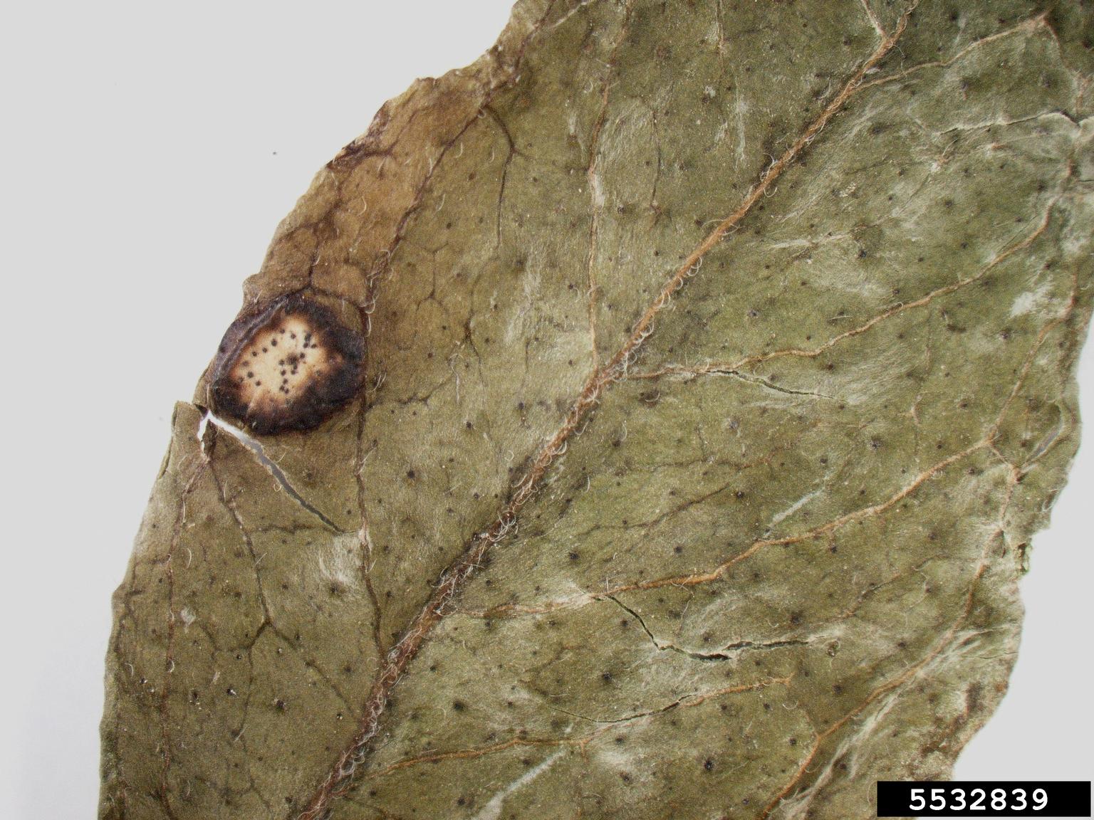 Phyllosticta leaf spots (Phyllosticta murrayicola Aa 1973)