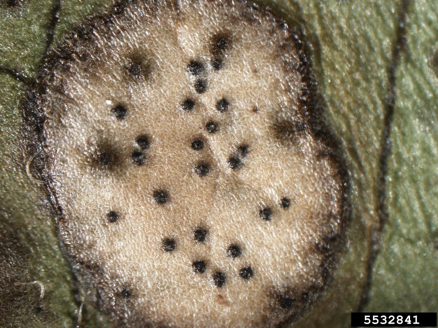 Phyllosticta leaf spots (Phyllosticta murrayicola Aa 1973)