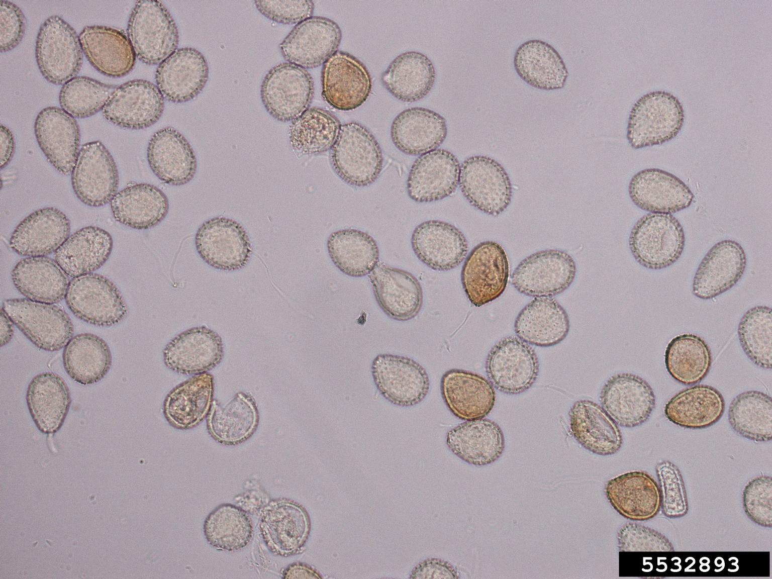 leaf rust (Uredo musae Cummins)