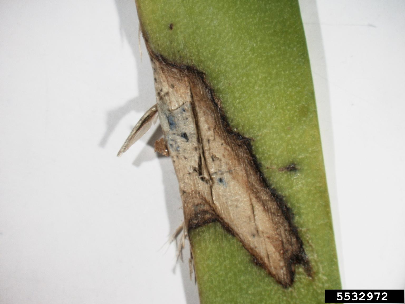 fungus (Pyrenochaetopsis leptospora)