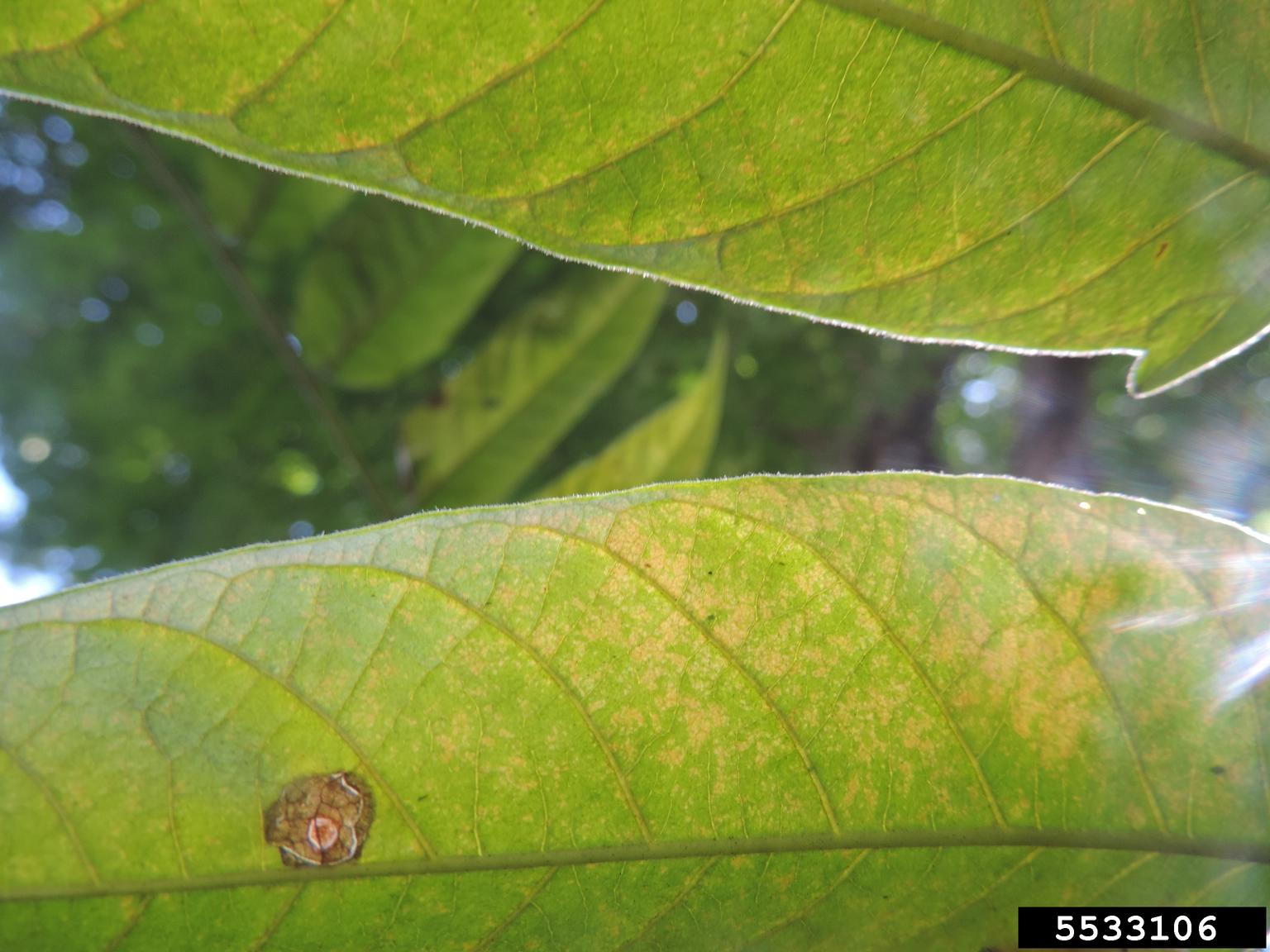 mite (Aculops ailanthi Lin-Fuping, Jin-Changle & Kuang-Haiyua, 1997)