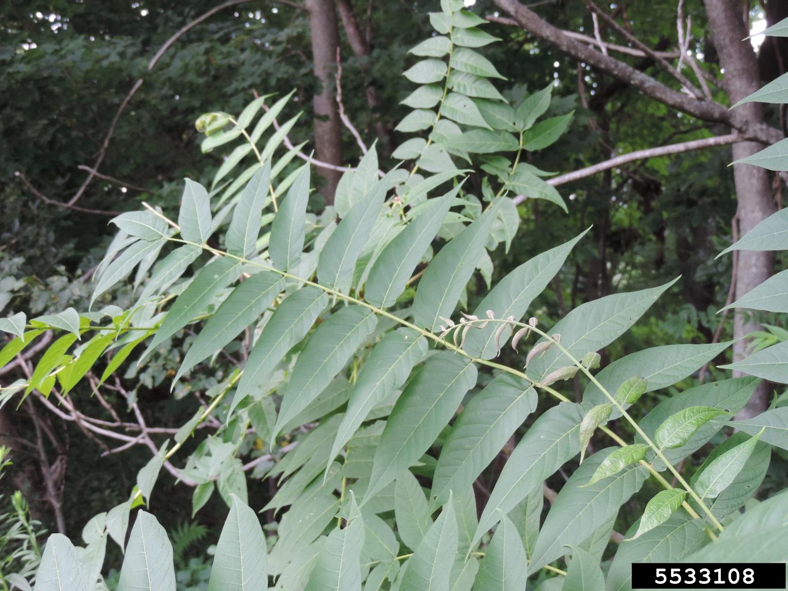 mite (Aculops ailanthi)