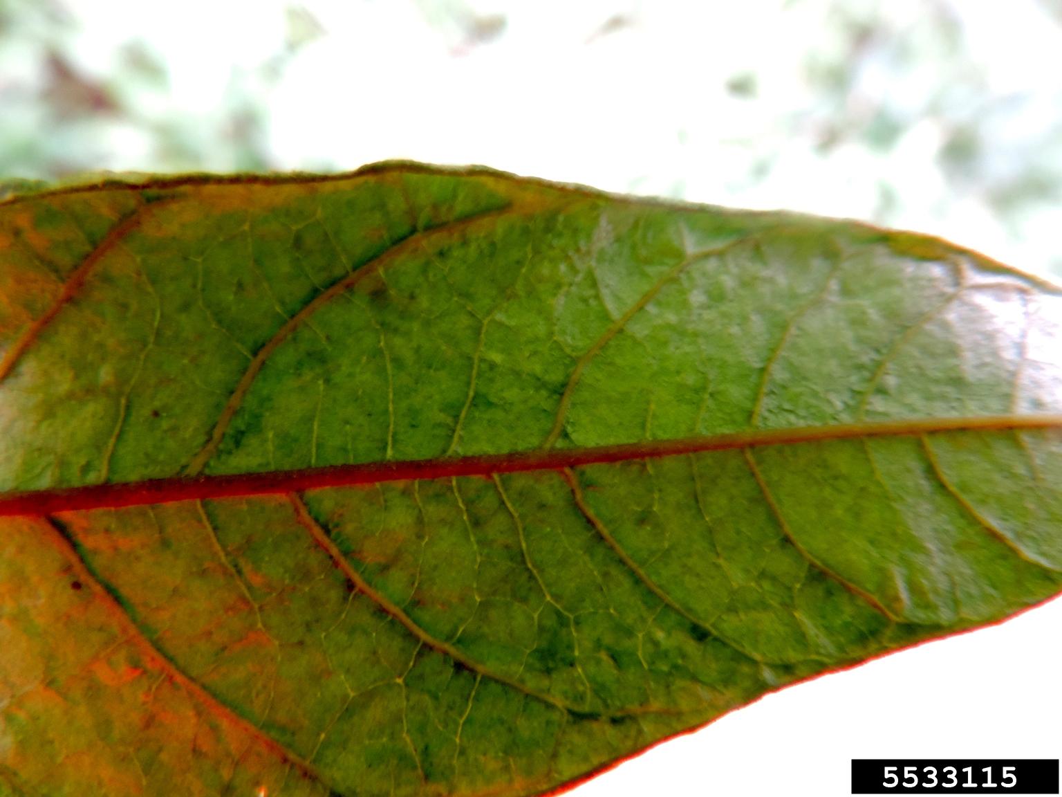 mite (Aculops ailanthi Lin-Fuping, Jin-Changle & Kuang-Haiyua, 1997)
