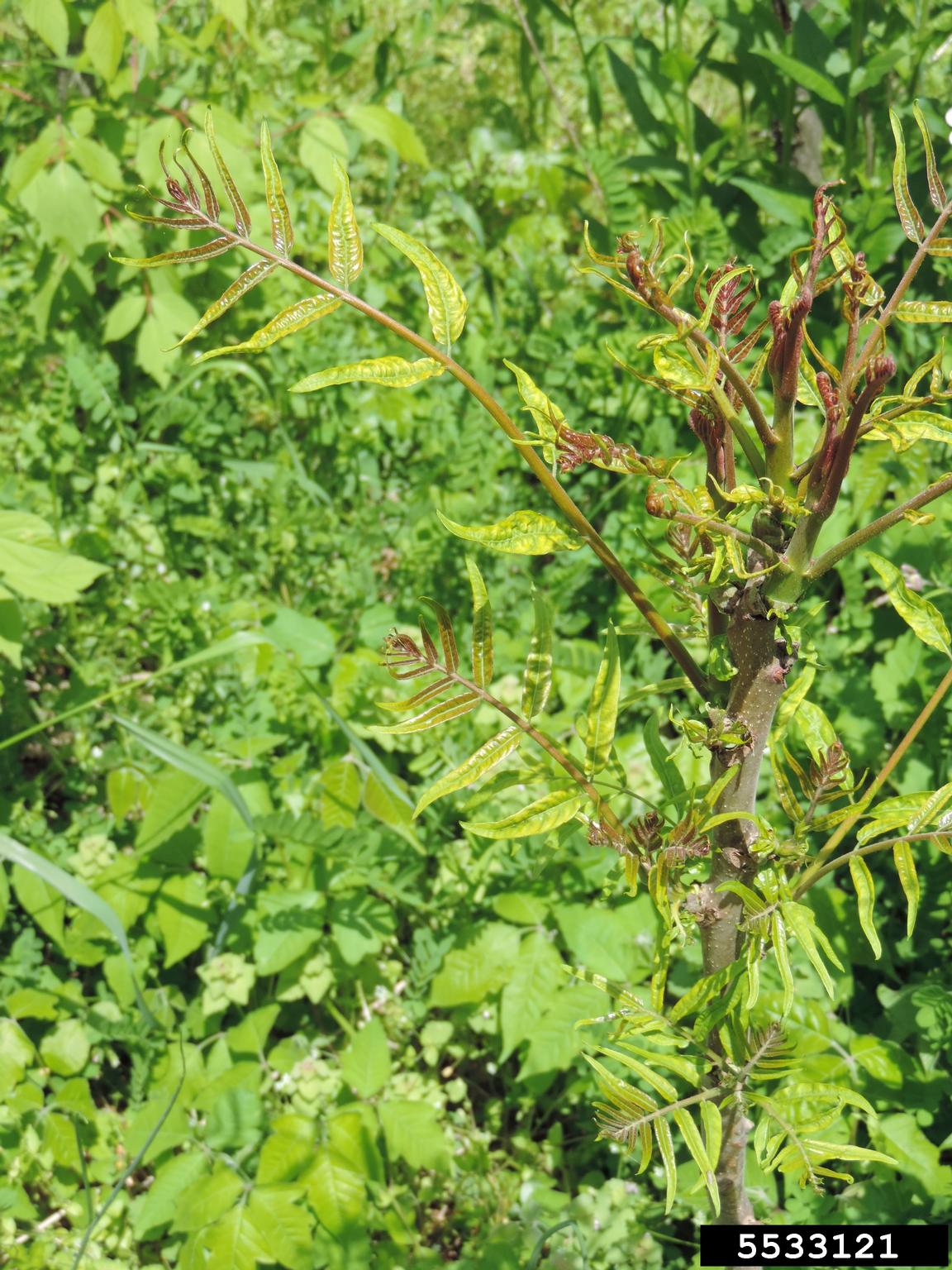 mite (Aculops ailanthi Lin-Fuping, Jin-Changle & Kuang-Haiyua, 1997)